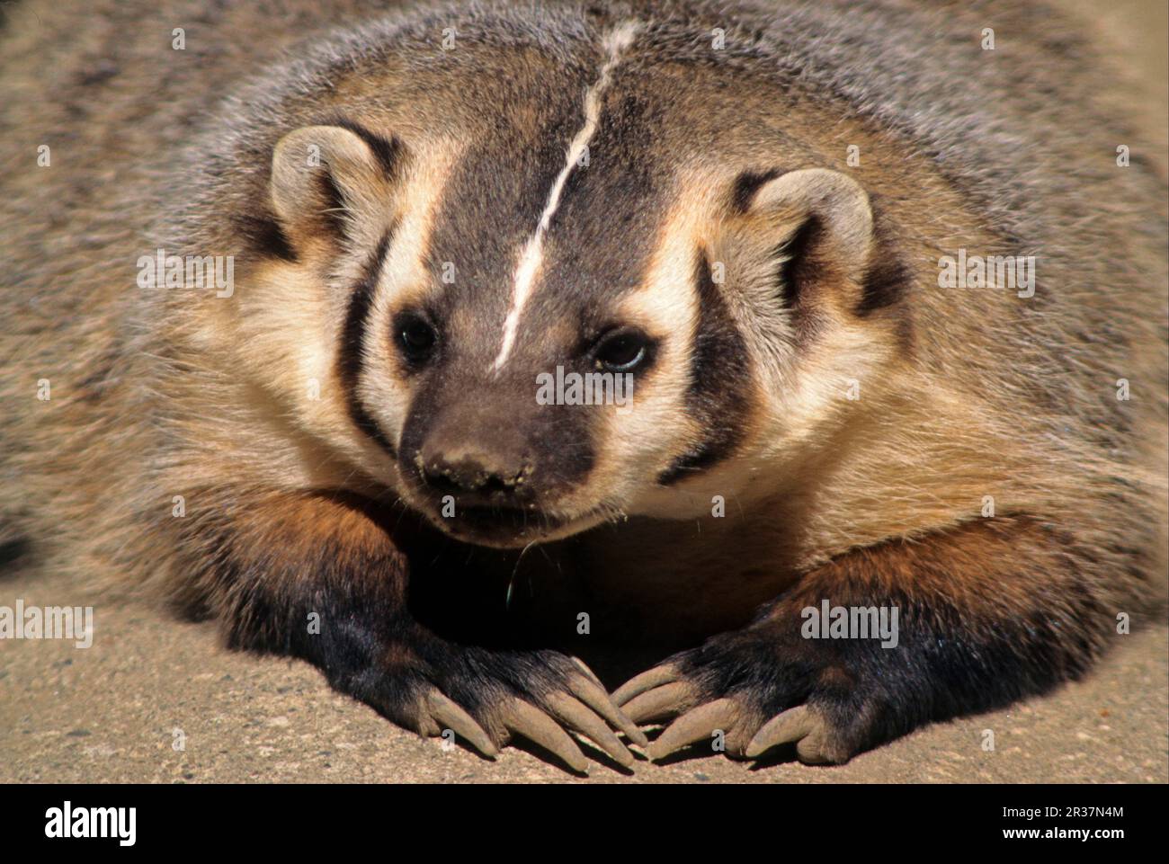 American badger (Taxidea taxus), Silver badgers, Martenidae, Predators ...