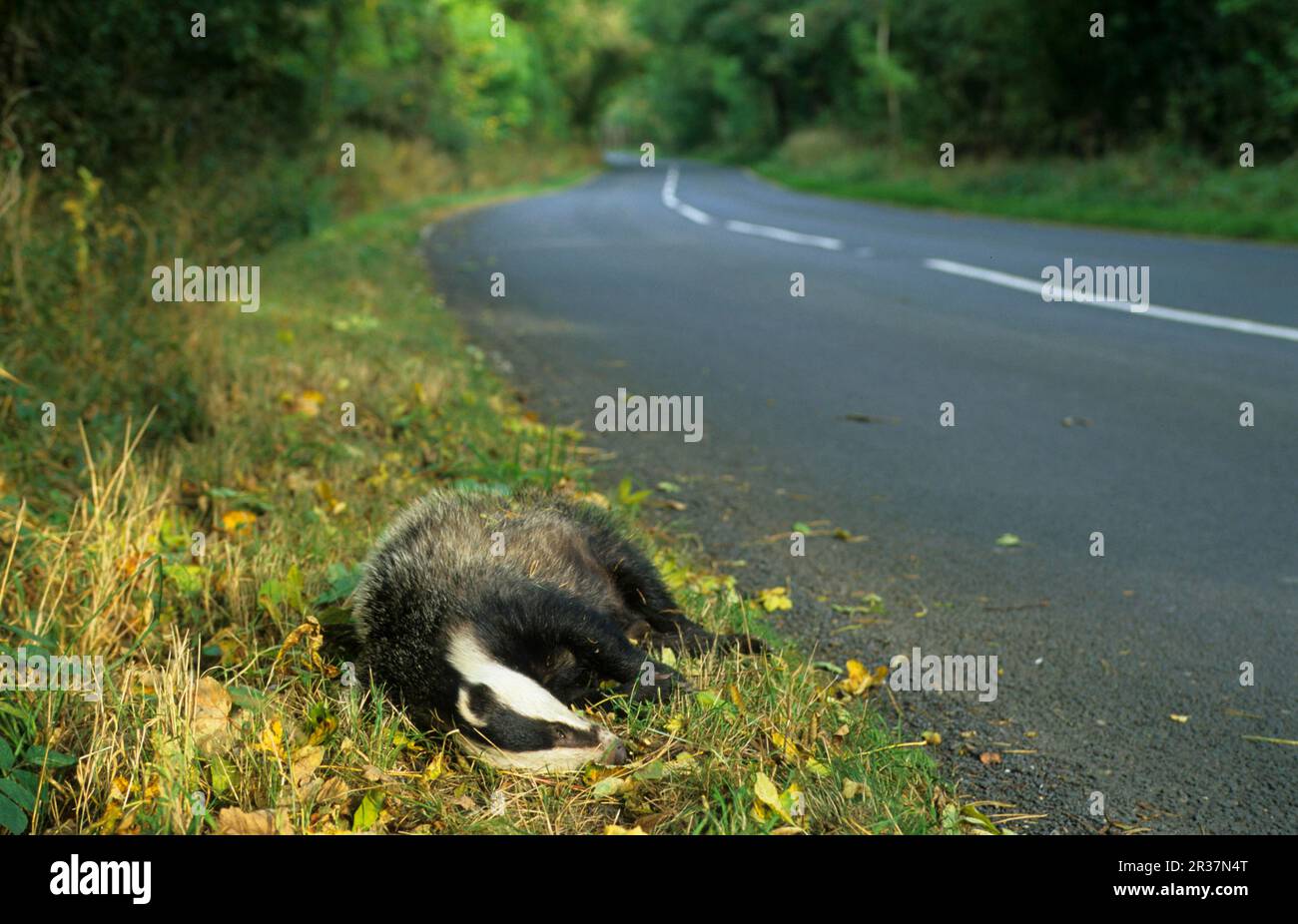 Badger, european badgers (Meles meles), Marten species, Predators ...