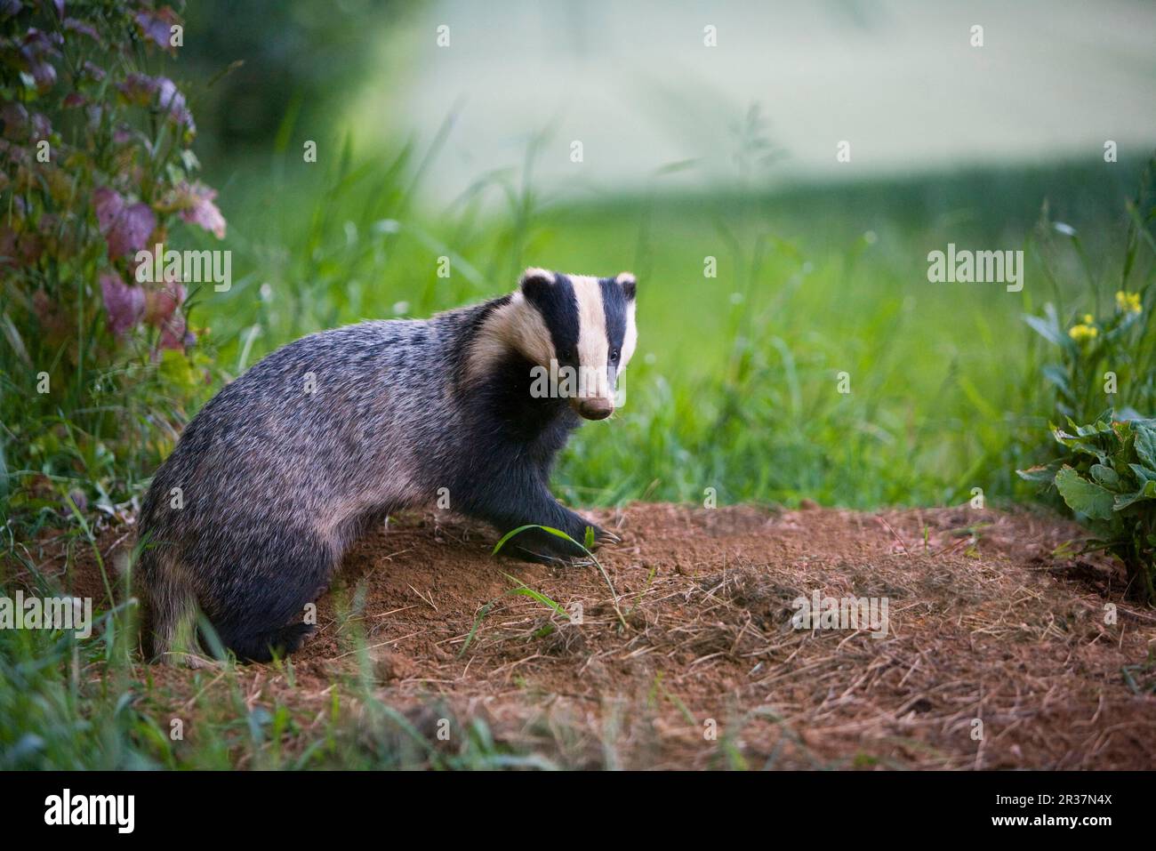 Eurasian Badger (Meles meles) adult, standing at sett entrance, at edge ...