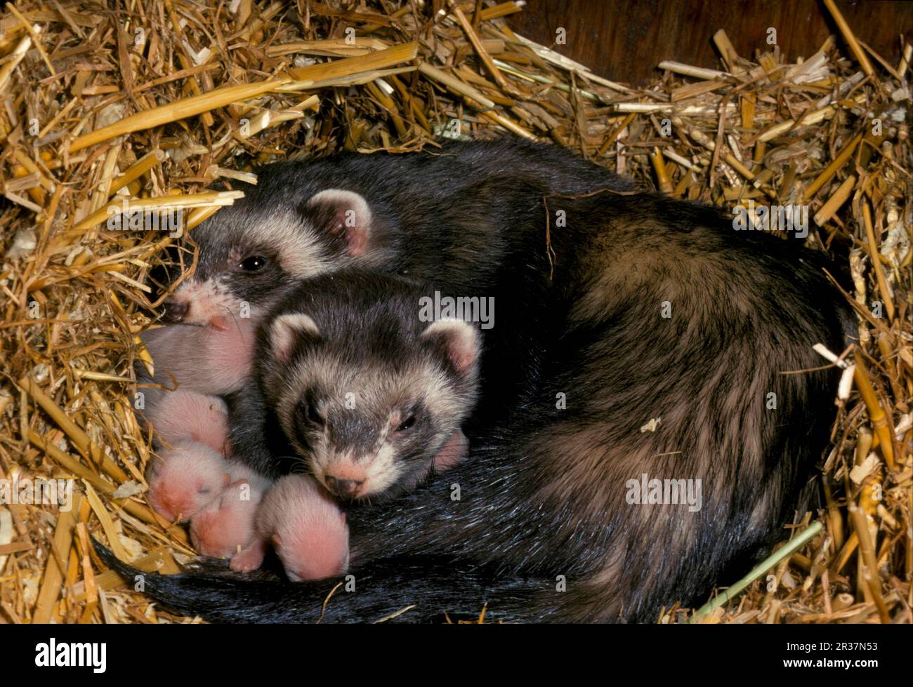 Ferret (Mustela putorius furo), Domestic Polecat 2 females in nest with ...