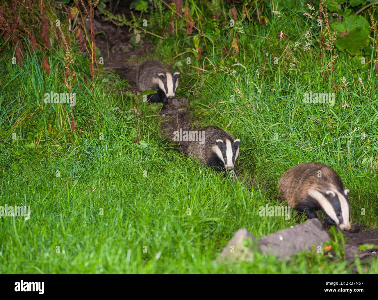 Badger, european badgers (Meles meles), marten, predators, mammals ...