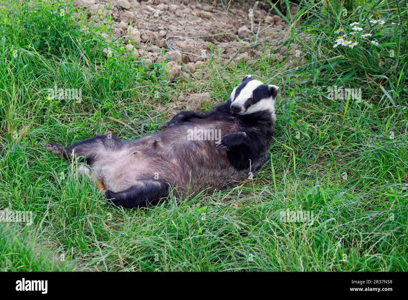 Badger, european badgers (Meles meles), Martens, Predators, Mammals ...