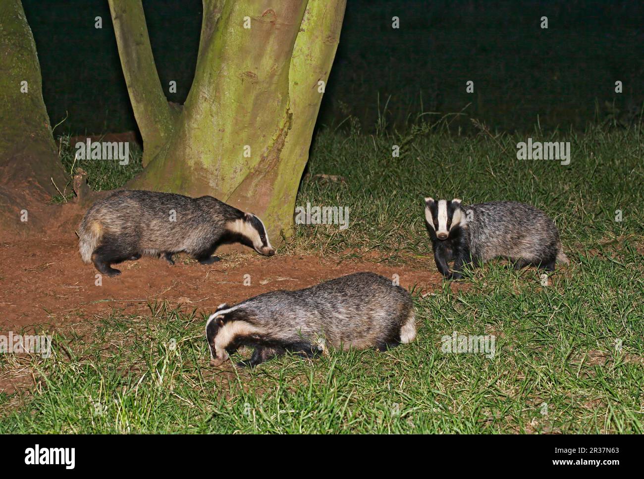 Badger, european badgers (Meles meles), Martens, Predators, Mammals ...