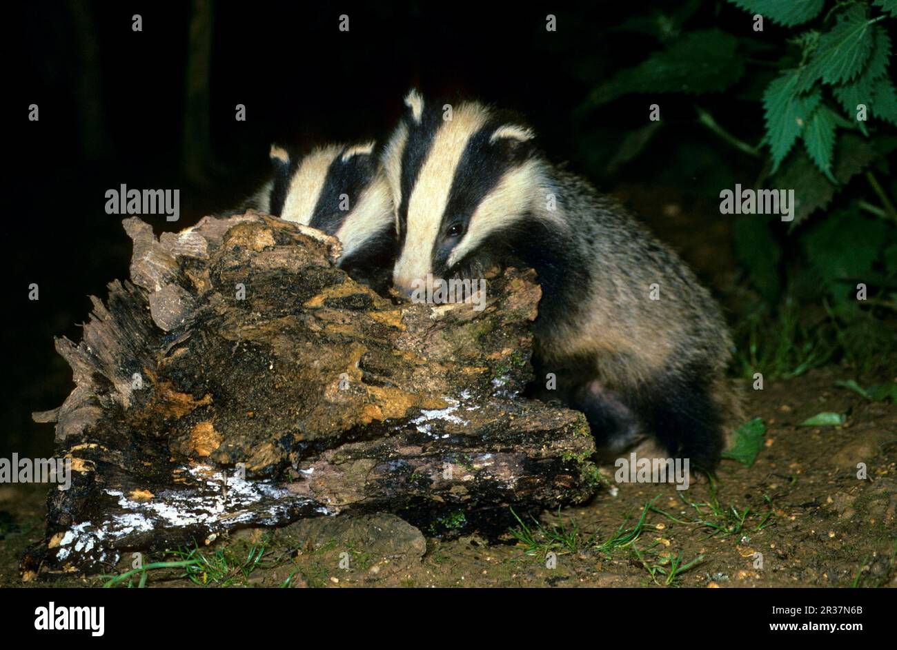 Badger, european badgers (Meles meles), Marten species, Predators ...