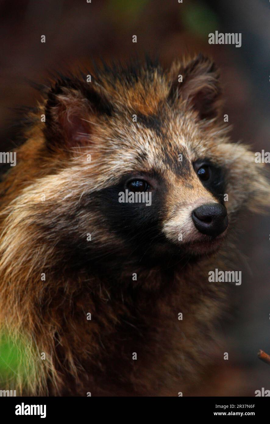 Tanuki, Enok, raccoon dogs (Nyctereutes procyonoides), Canidae ...