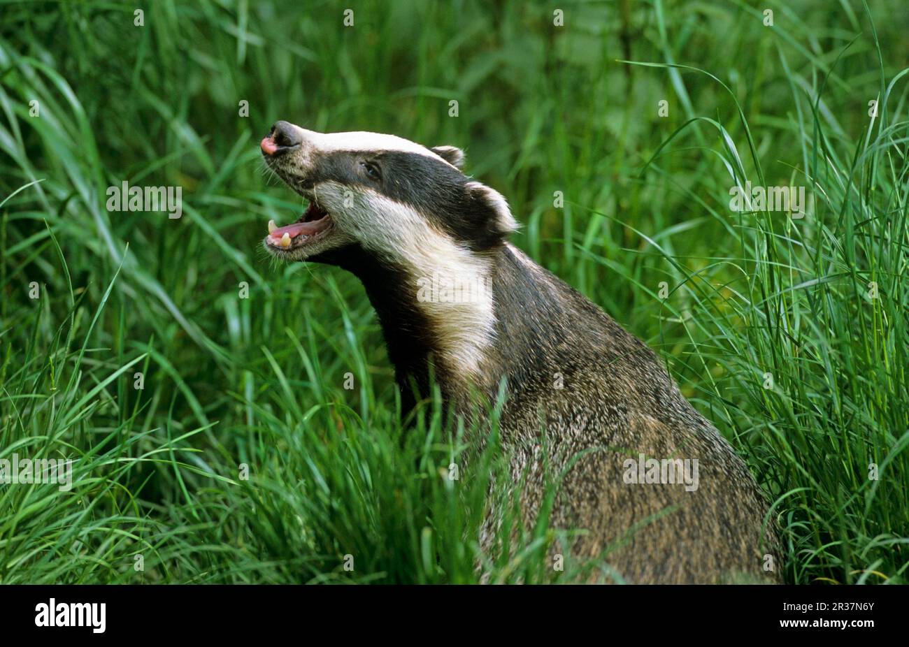 Badger, european badgers (Meles meles), Marten species, Predators ...
