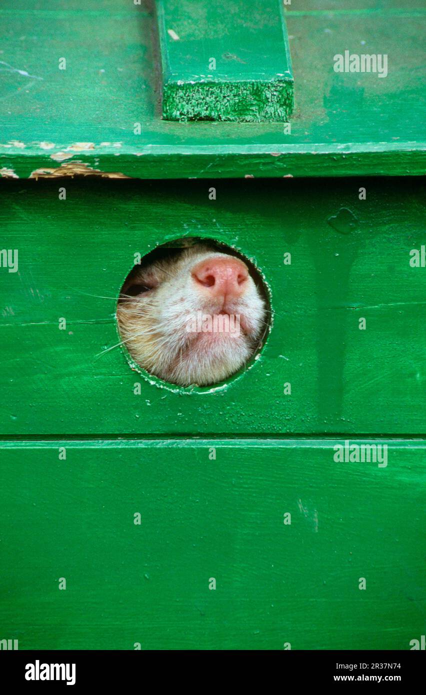 European polecat (Mustela putorius) forma furo, Ferret (Mustela ... European polecat (Mustela putorius) forma furo, Ferret (Mustela ...