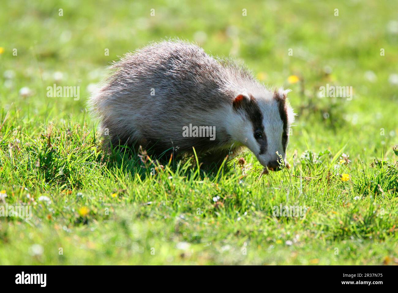 Badger, european badgers (Meles meles), Marten species, Predators ...