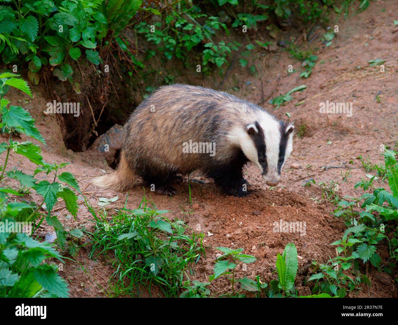 Eurasian Badger (Meles meles) adult, standing at sett entrance, Devon ...