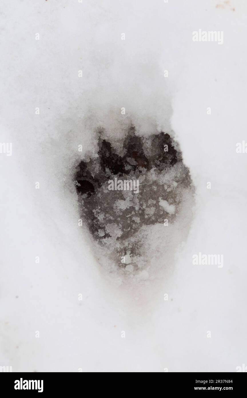 Badger, european badgers (Meles meles), Marten species, Predators ...