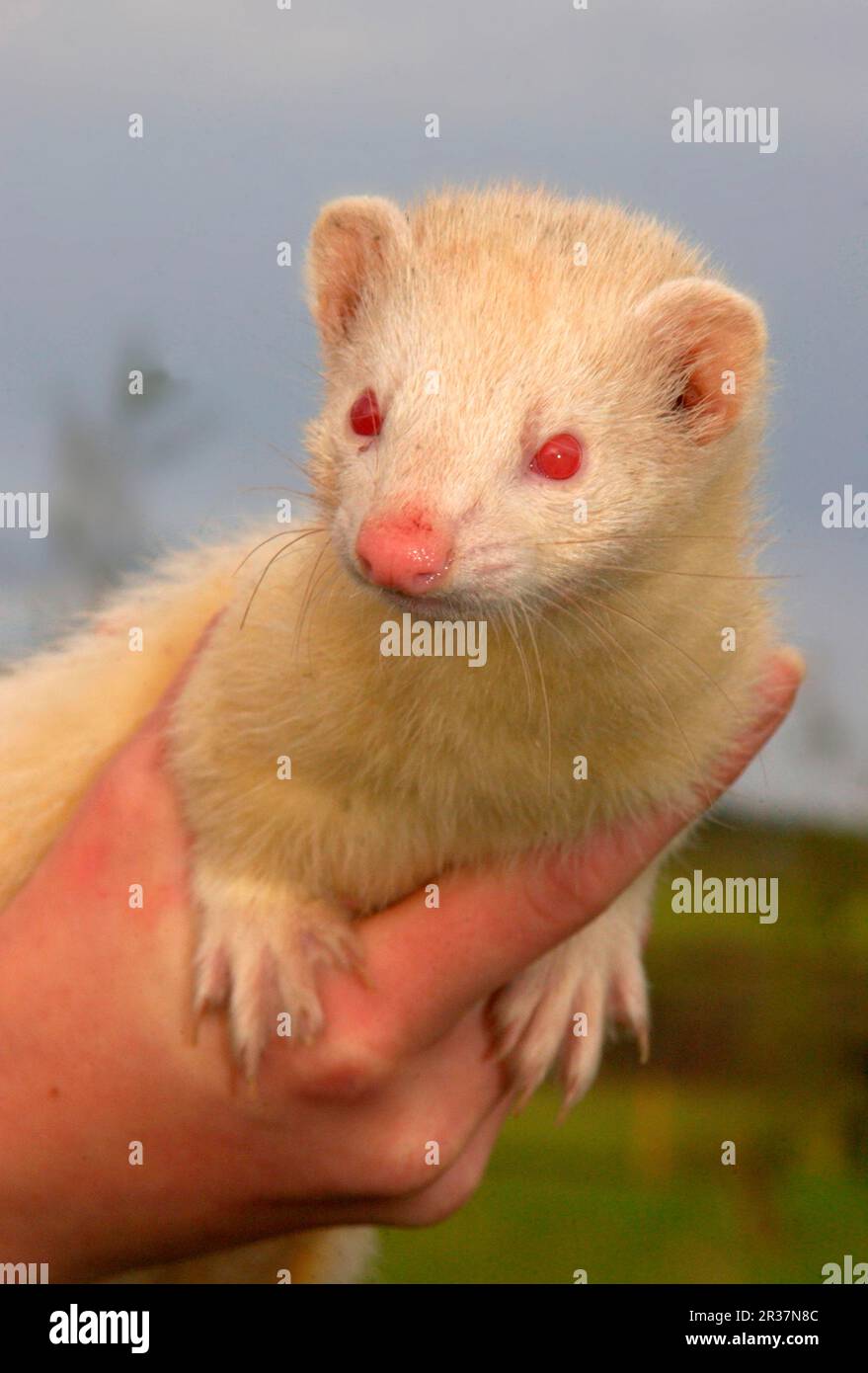 European polecat (Mustela putorius) forma furo, ferret (Mustela ... European polecat (Mustela putorius) forma furo, ferret (Mustela ...