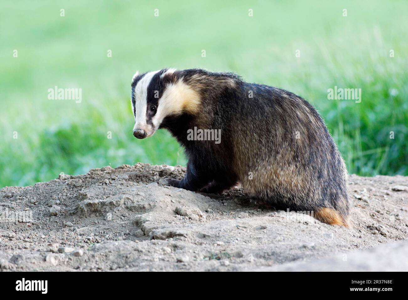 Hog badger hi-res stock photography and images - Alamy