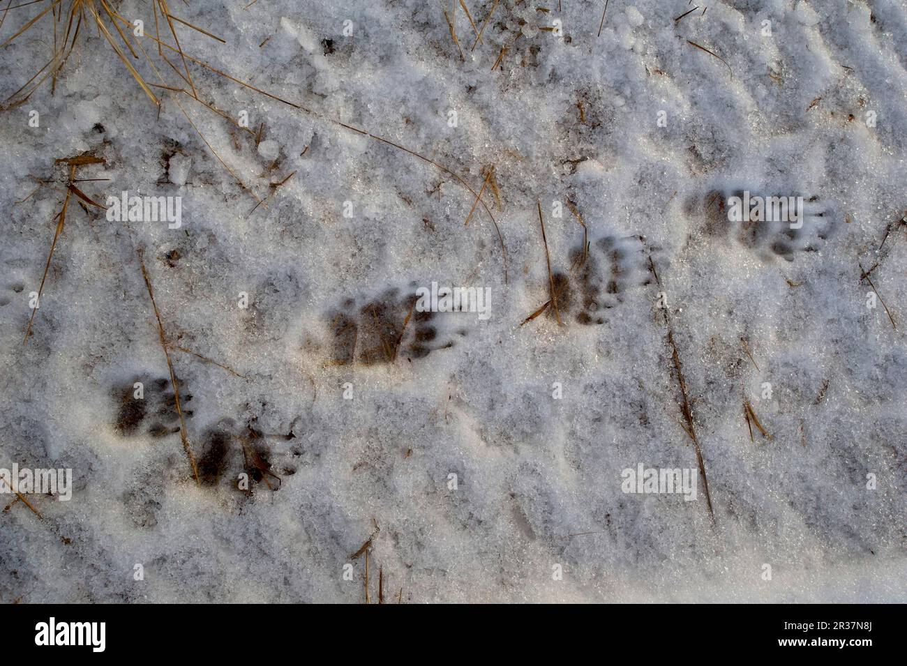 Badger, european badgers (Meles meles), Marten species, Predators ...