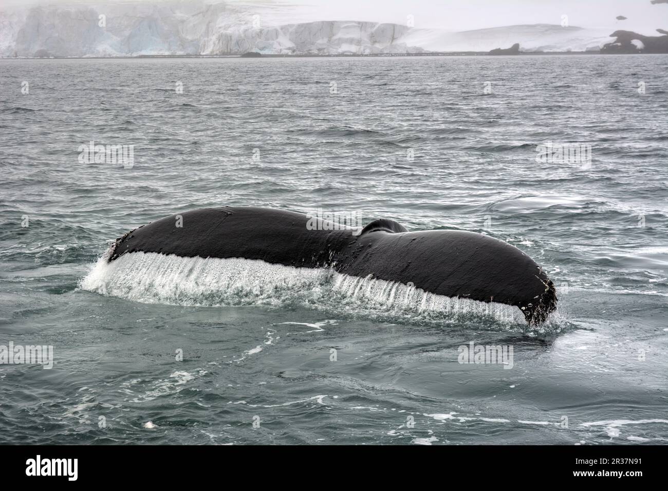 Humpback whales in their natural habitat in Antarctica Stock Photo - Alamy