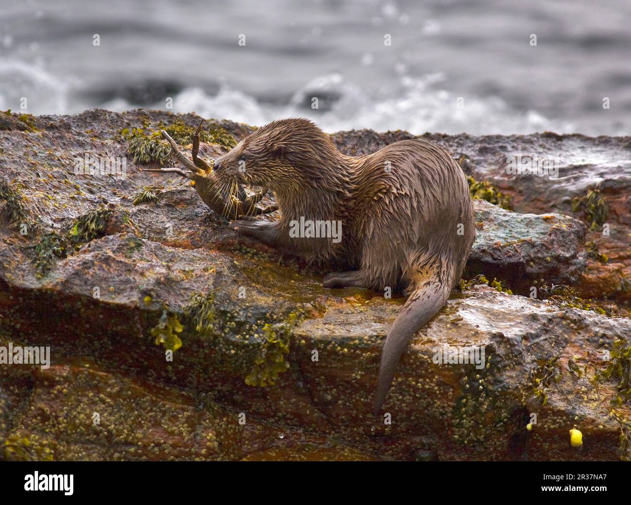 European otter (Lutra lutra), European otter, marten, predators ...