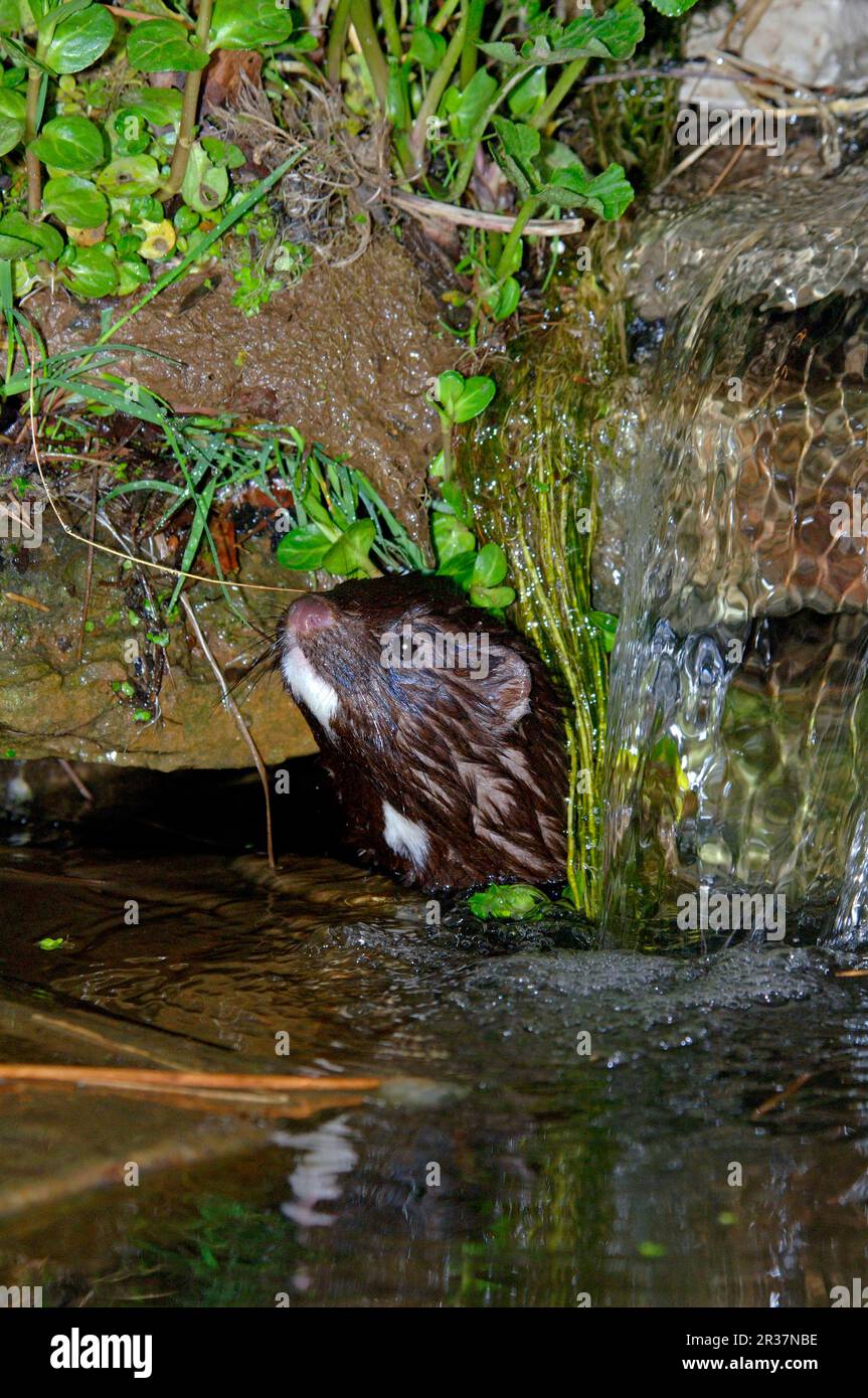 American minks (Mustela vison), mink, American mink, mink, marten-like ...