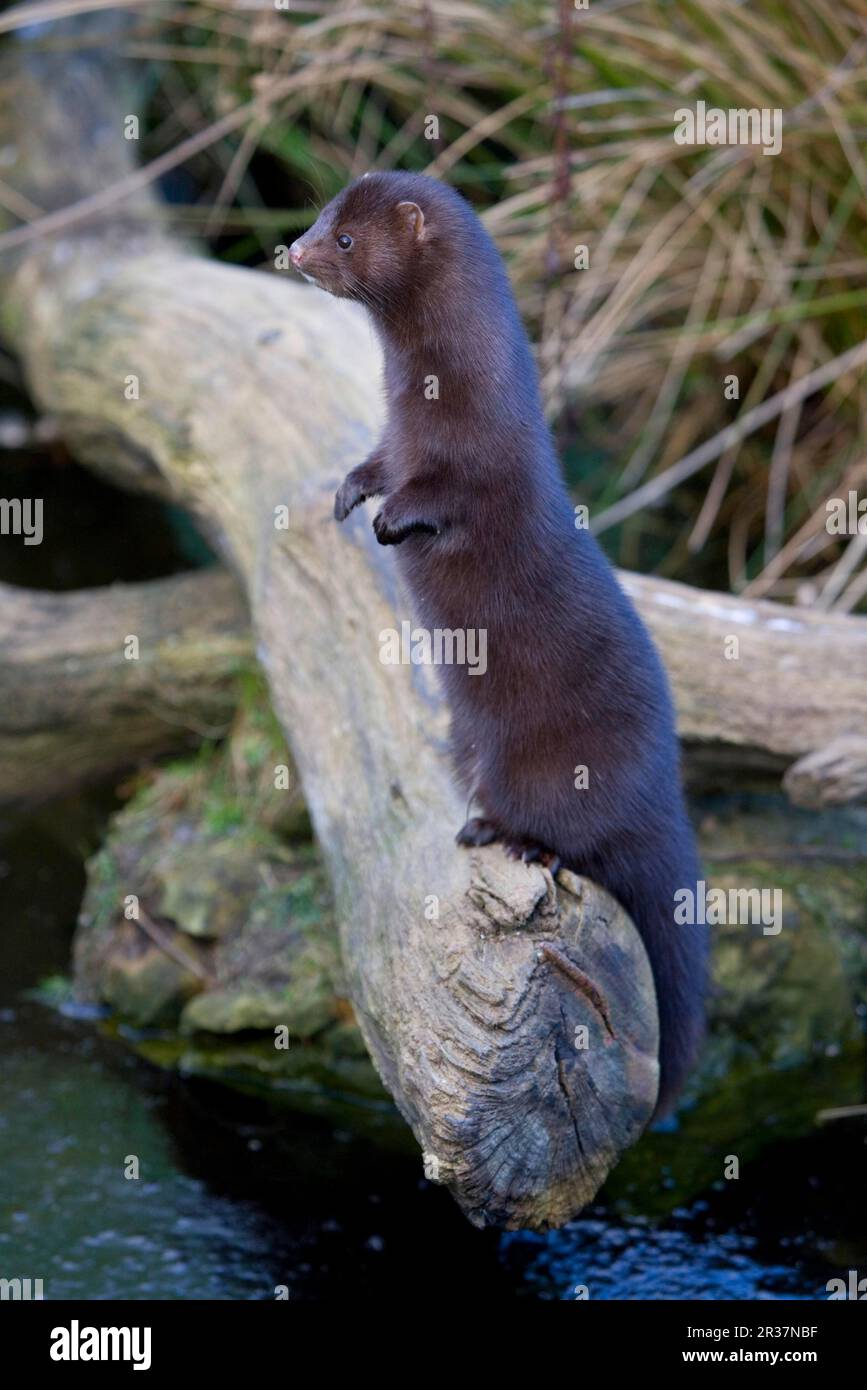 North american mink animals natural hi-res stock photography and images ...