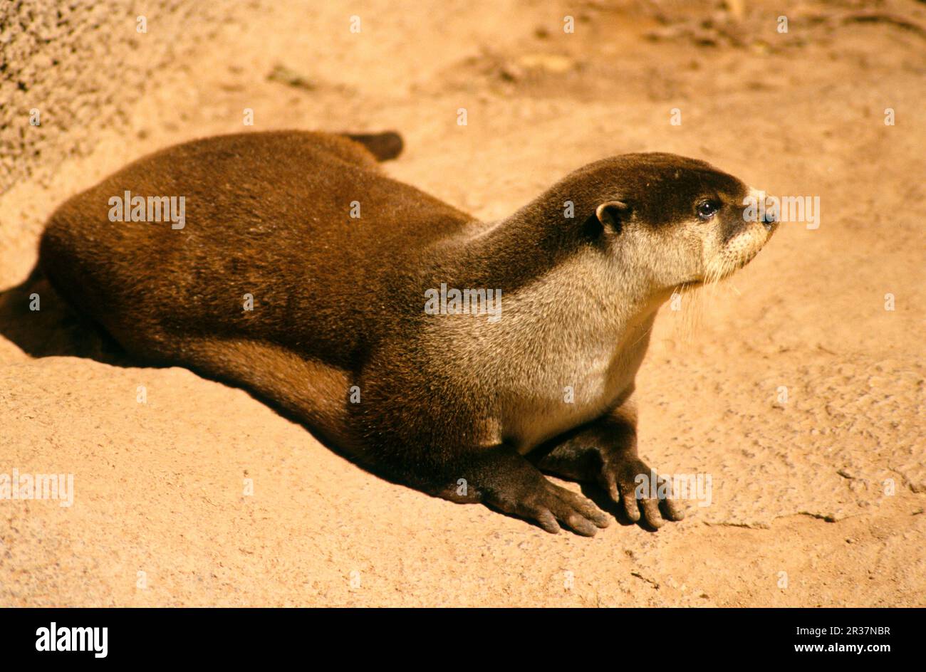 African clawless otter (Aonyx capensis), Marten species, Predators ...