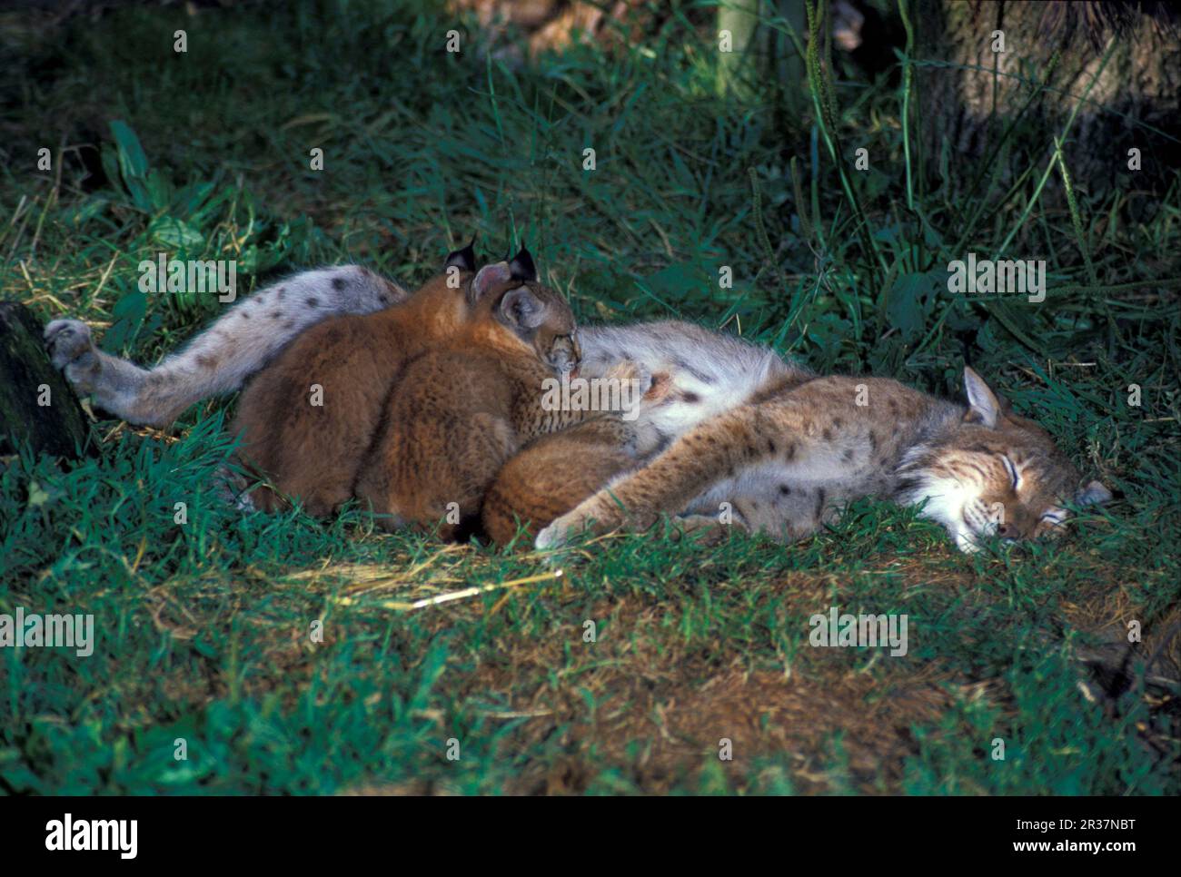Wrangeli, Siberian Lynx (Felis lynx), Siberian Lynx, European Lynx ...