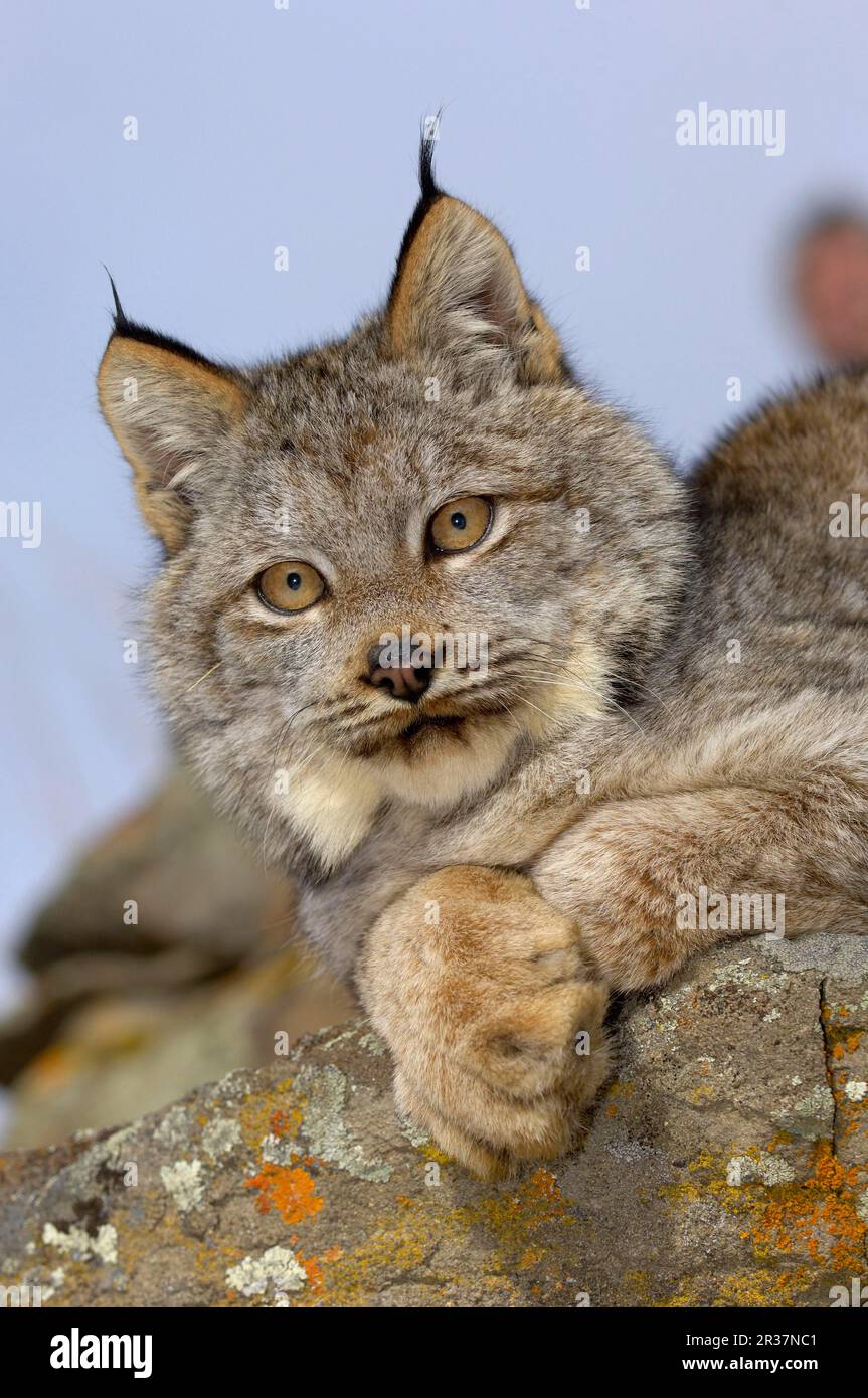 Canada lynx (Lynx canadensis) adult, close-up of head and forepaws ...