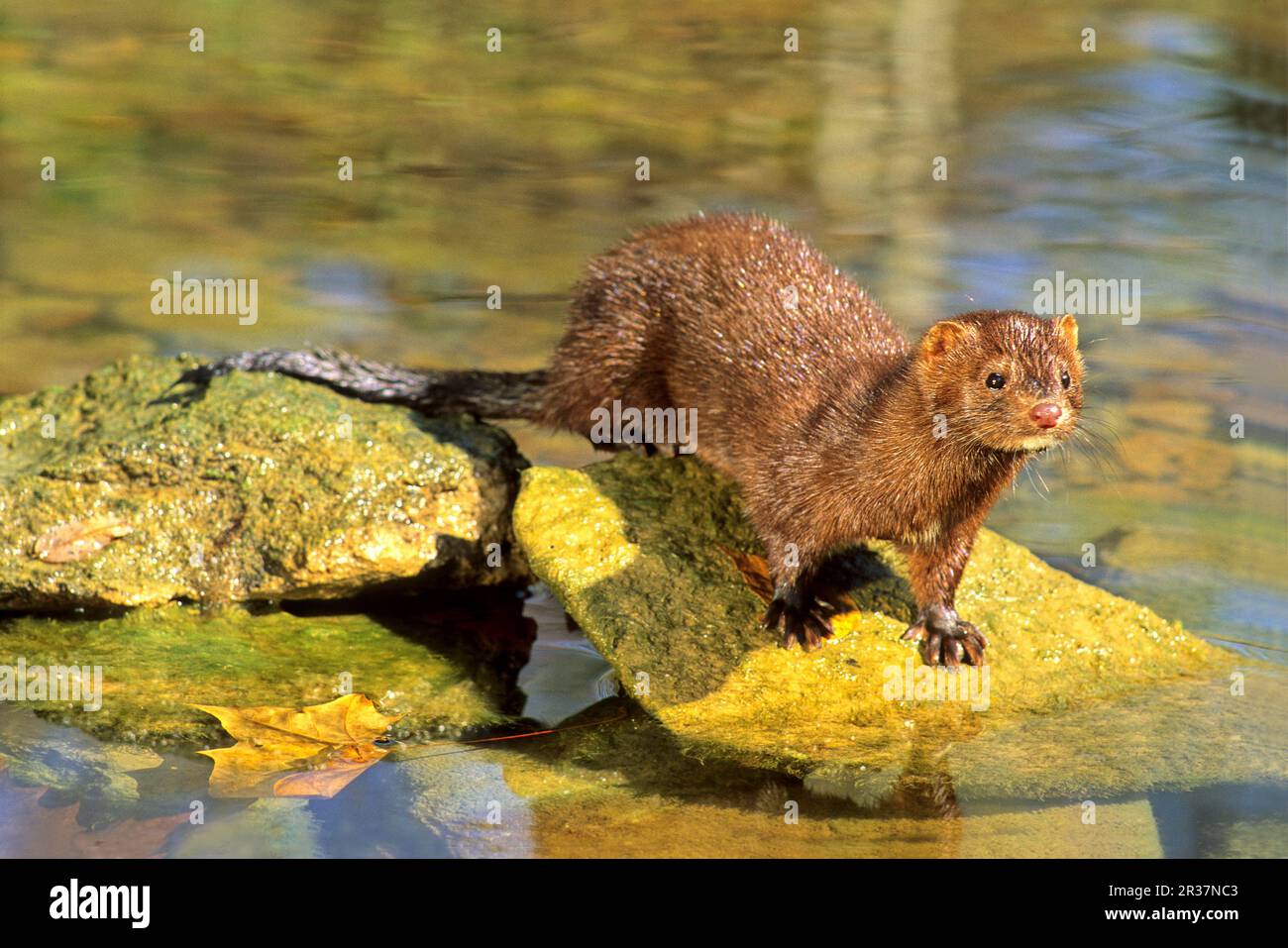 American mink on river hi-res stock photography and images - Alamy