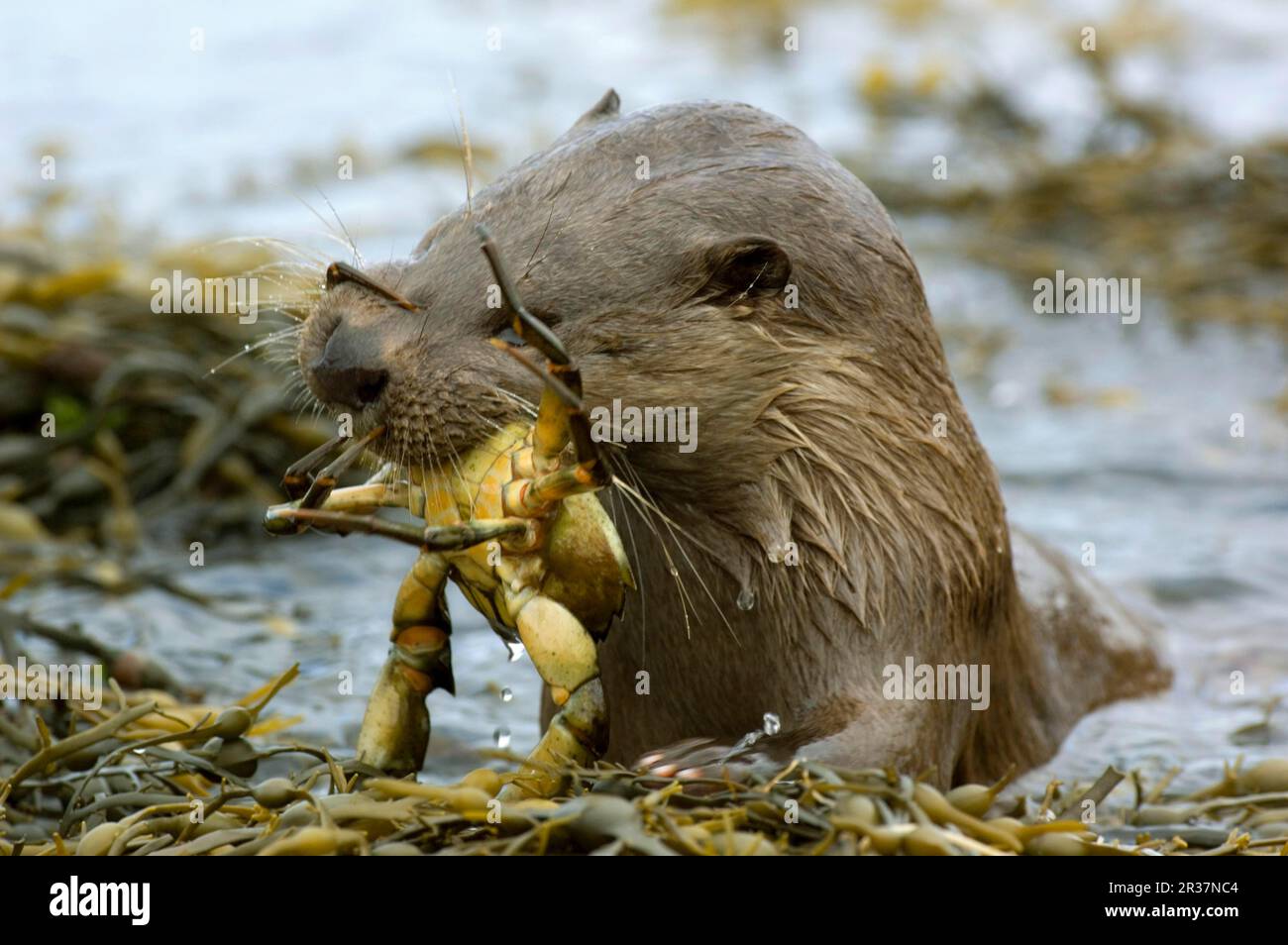 Otter with crab hi-res stock photography and images - Alamy