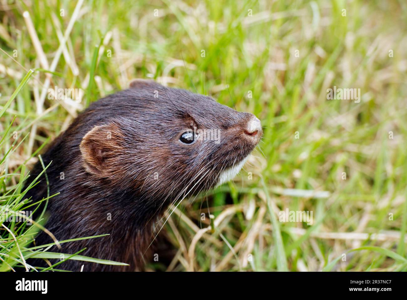 American minks (Mustela vison), mink, American mink, mink-like ...