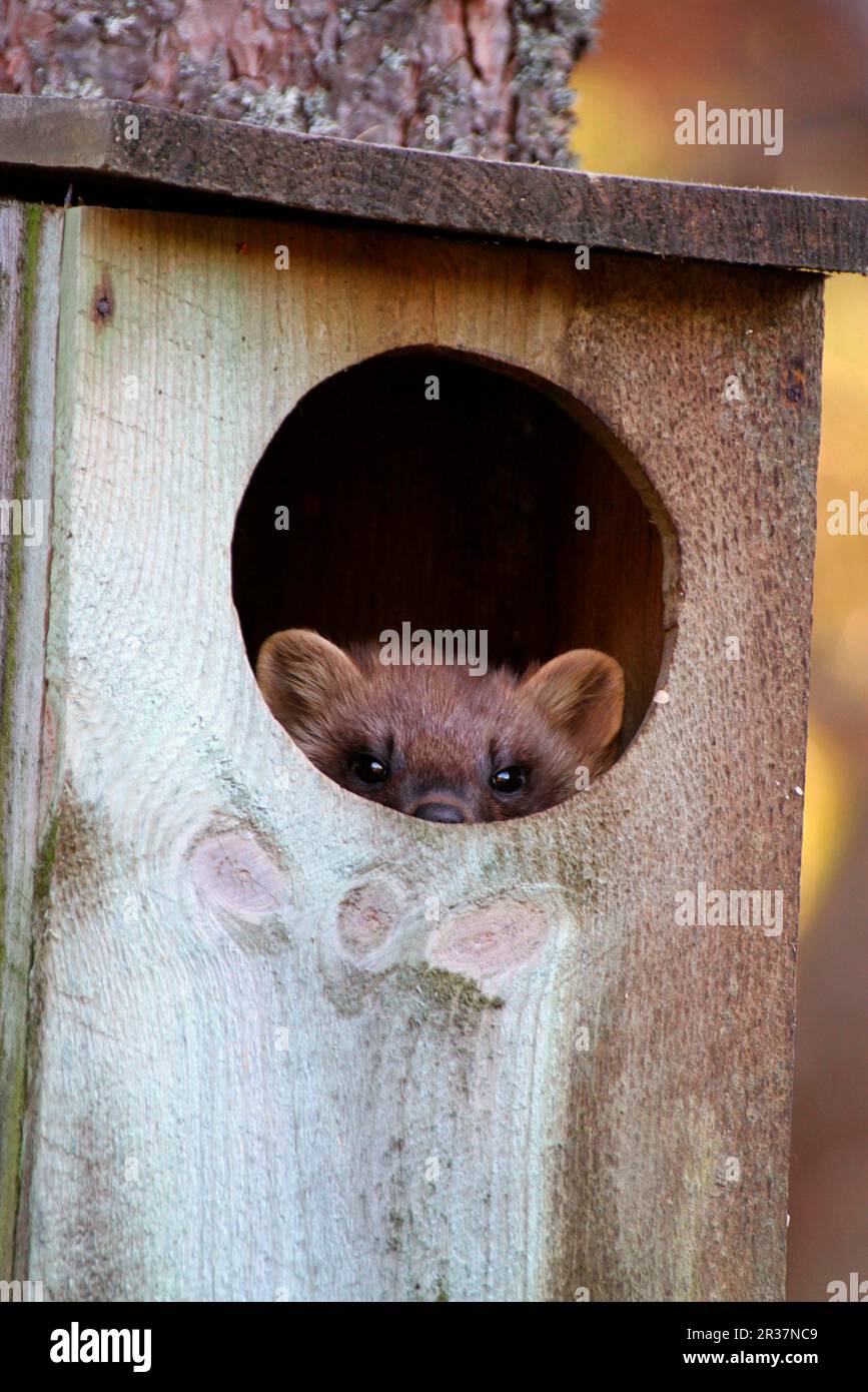 Female pine marten hi-res stock photography and images - Alamy