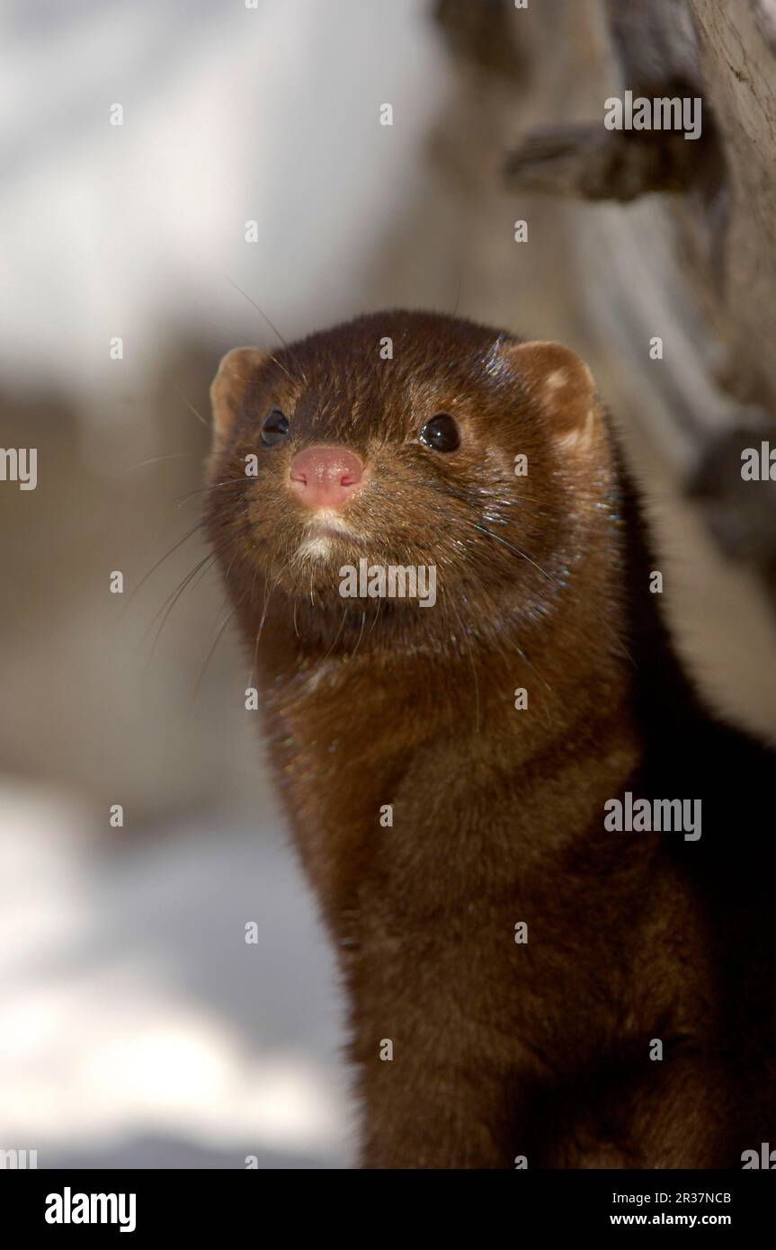American minks (Mustela vison), mink, American mink, mink, marten-like ...