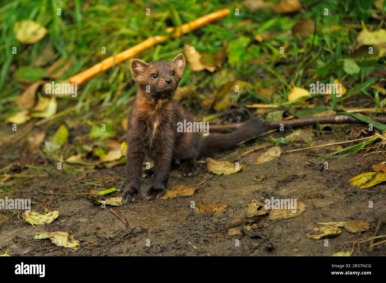 American Marten (Martes americana) adult, standing on mud in temperate ...