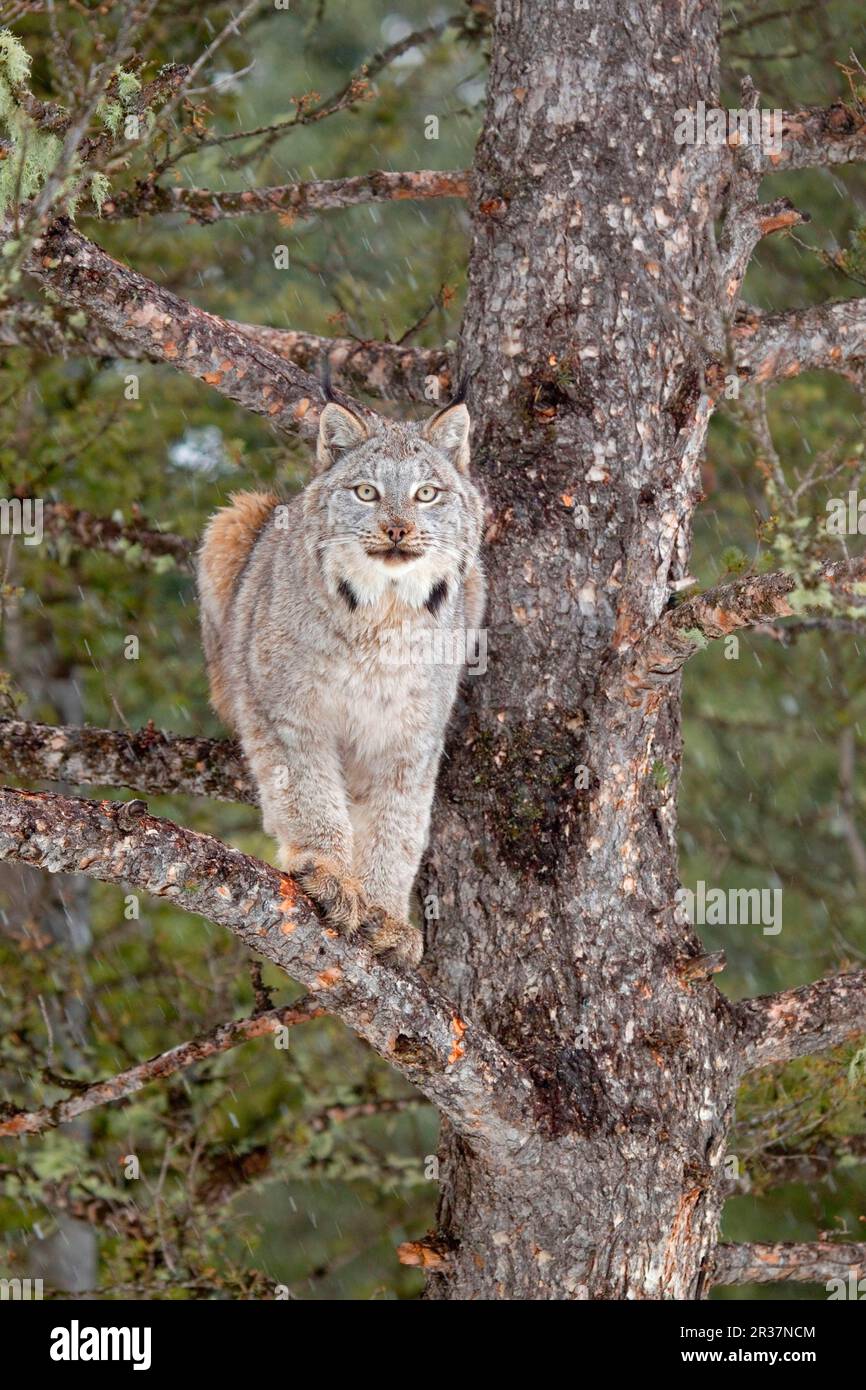 Canadian Lynx (Lynx canadensis) adult, standing on branches in conifer ...