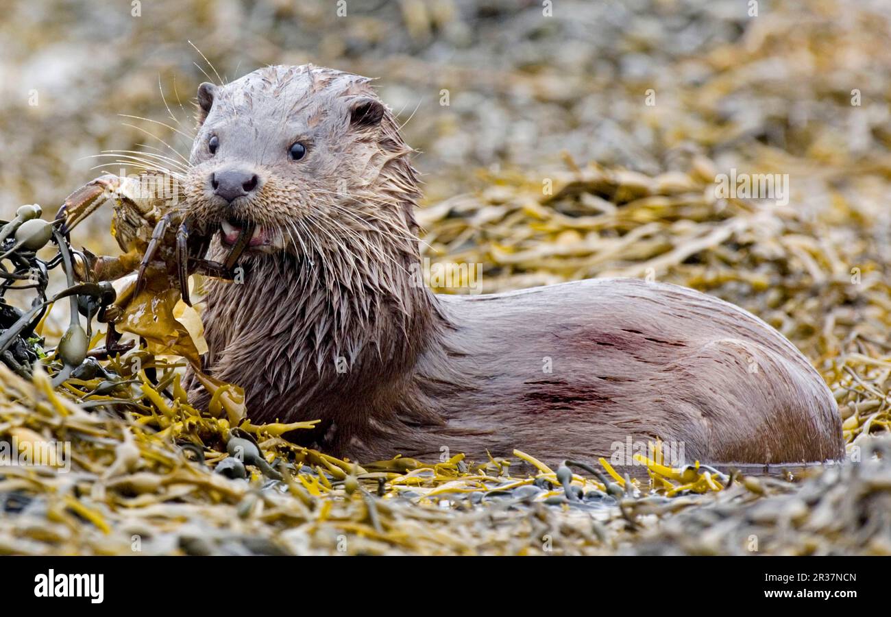 European otter (Lutra lutra), European otter, marten, predators ...