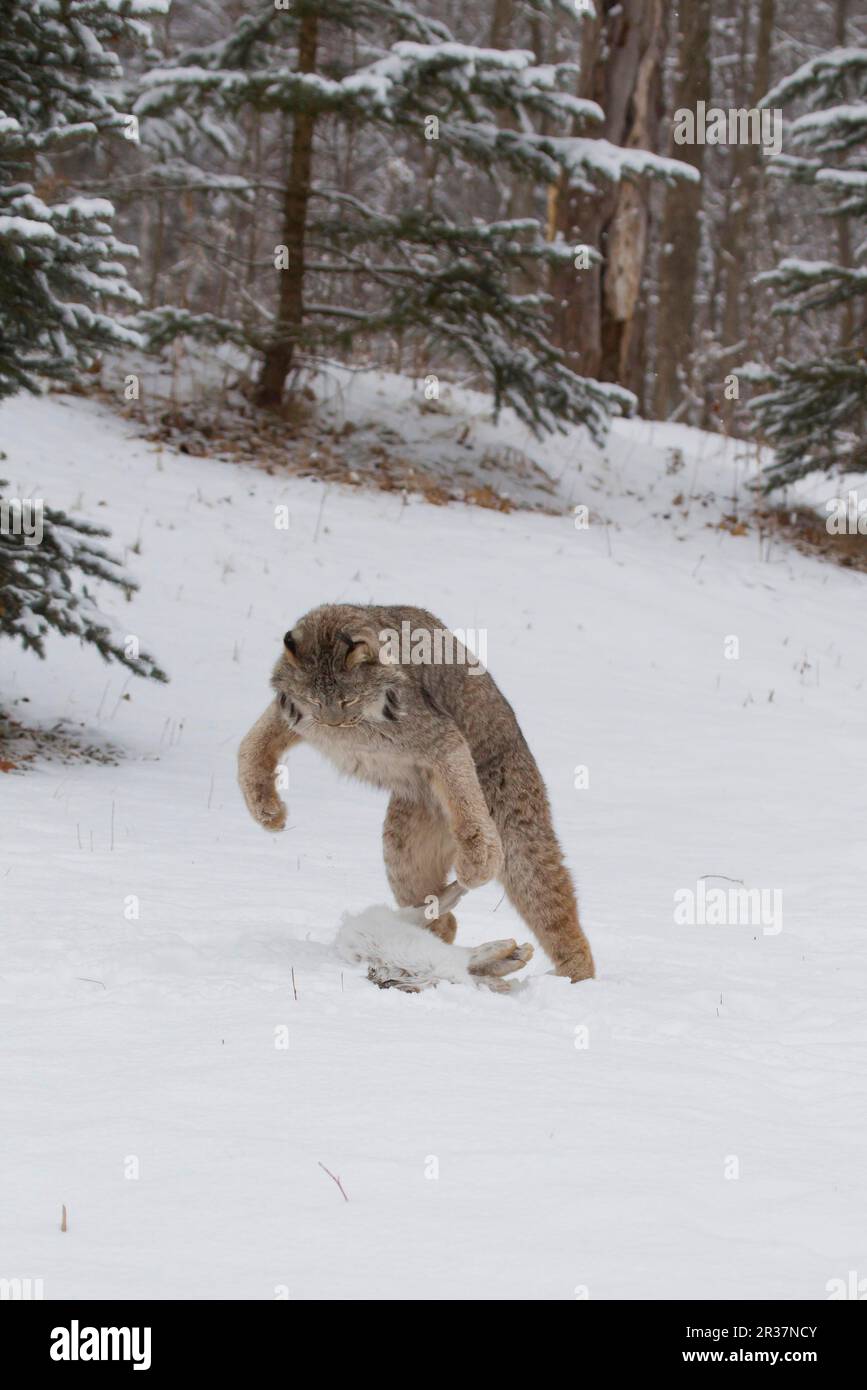 Lynx mountain hare hi-res stock photography and images - Alamy