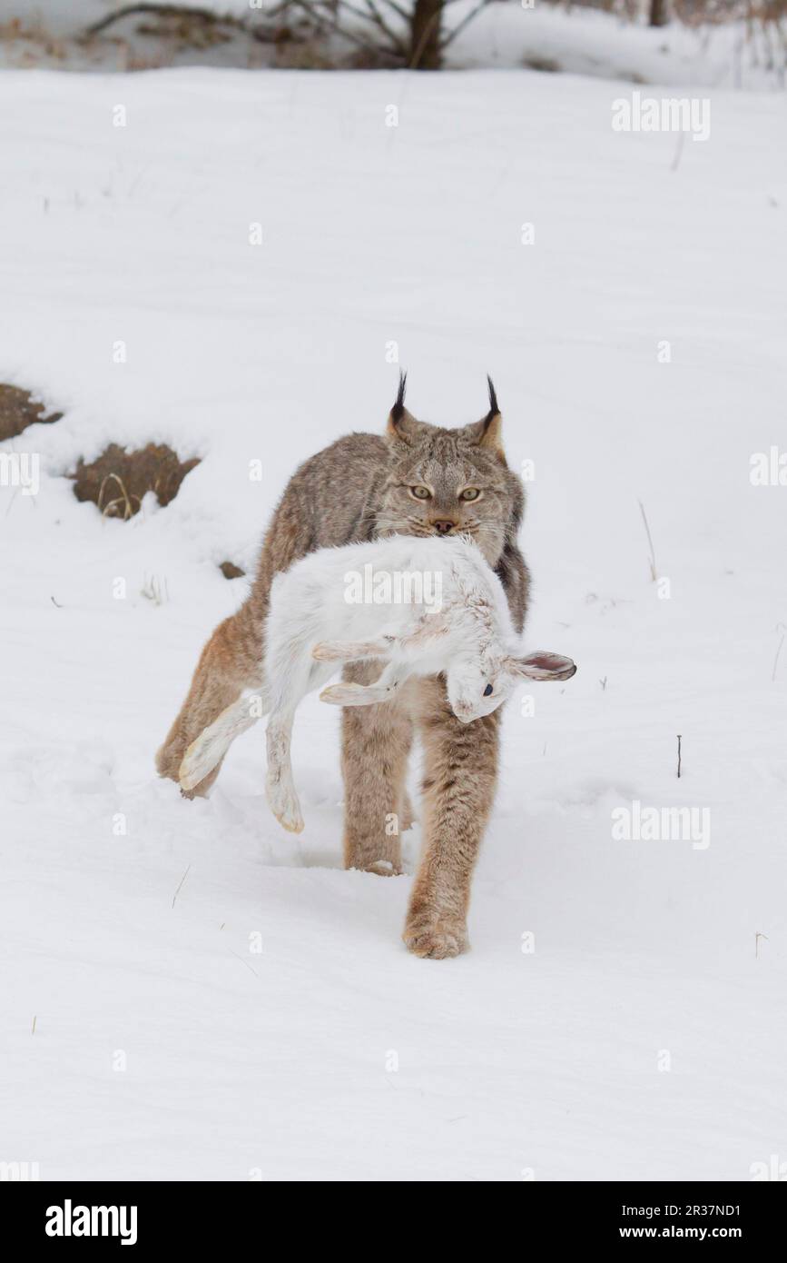Canadian Lynx (Lynx canadensis) adult, walking on snow in forest ...