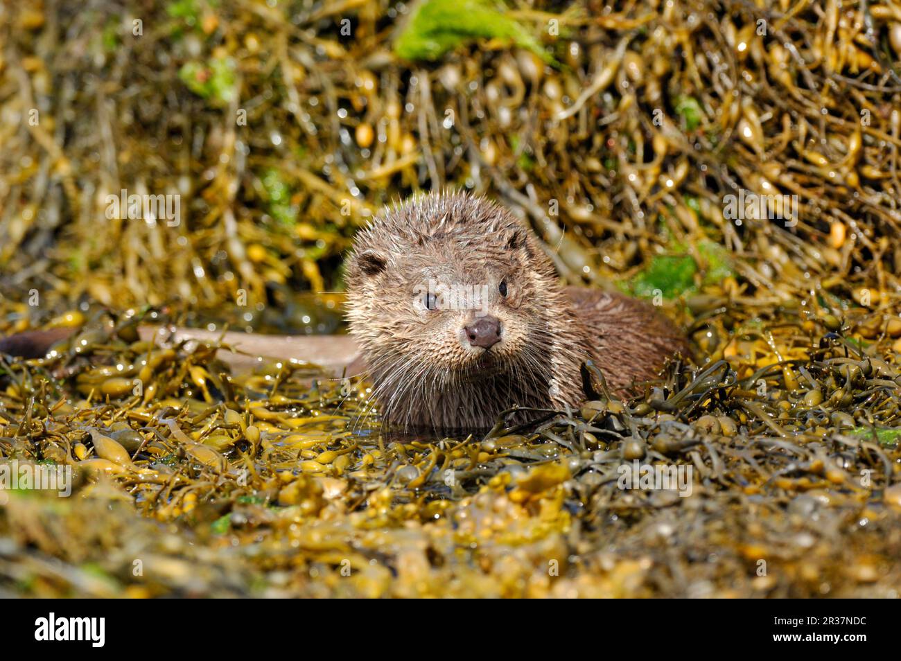 European otter (Lutra lutra), European otter, marten, predators ...