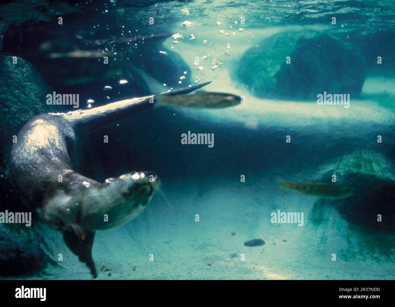 European otter (Lutra lutra), European otter, marten, predators ...