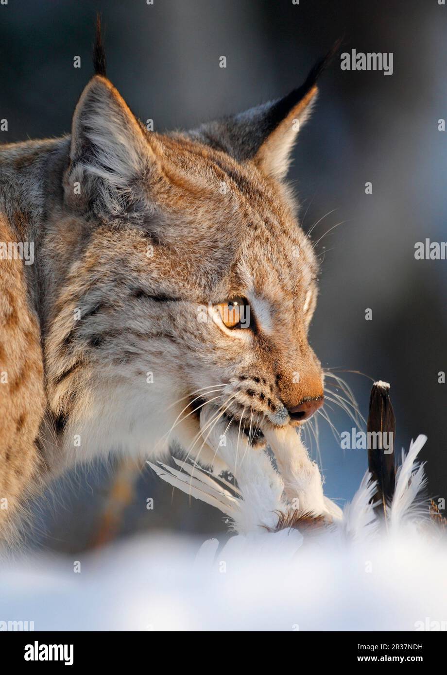 Adult eurasian lynx (Lynx lynx), close-up of head, feeding on rock ...