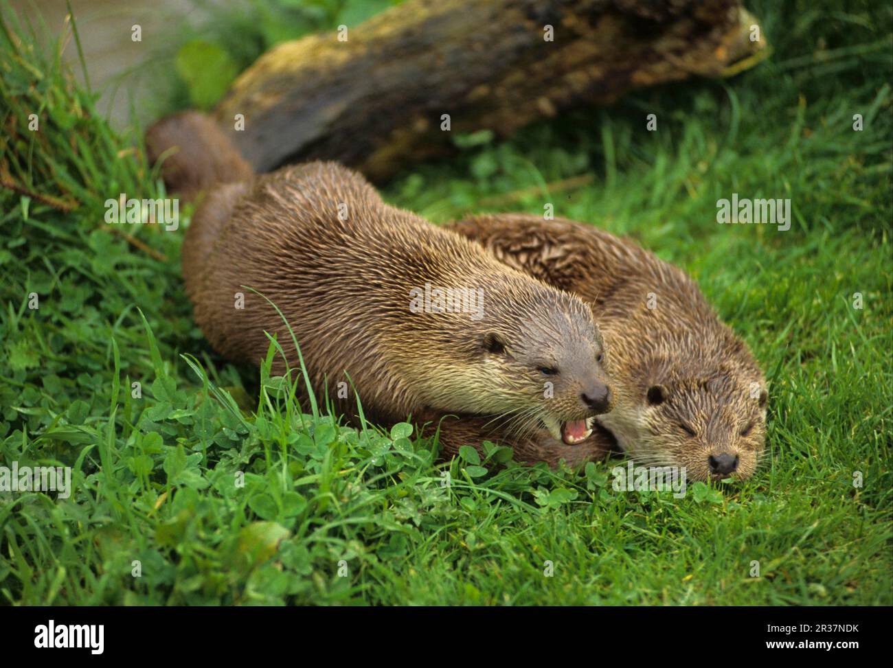 European otter (Lutra lutra), European otter, Marten species, Predators ...
