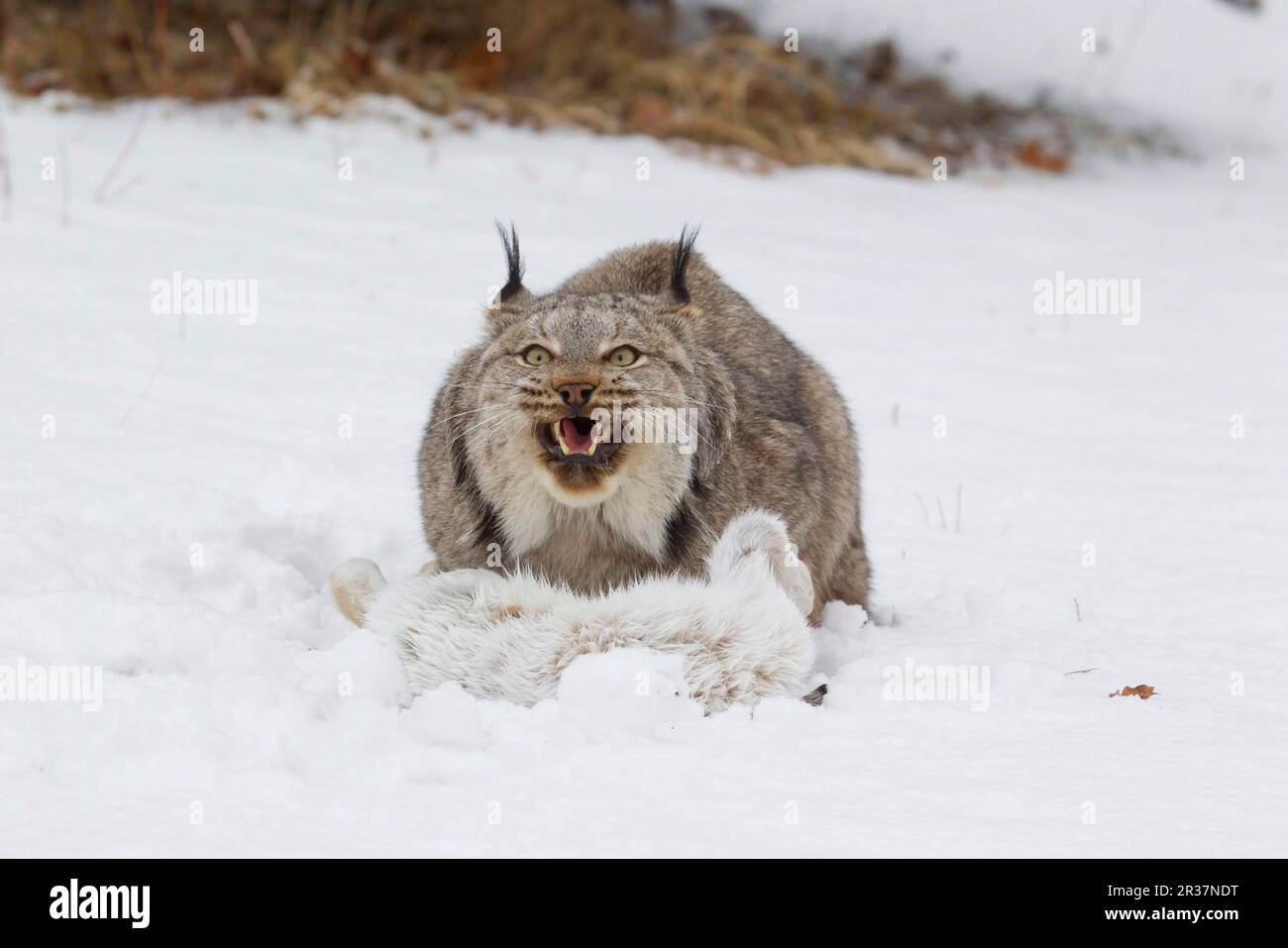 Canadian Lynx (Lynx canadensis) adult, on snow with aggressive open ...