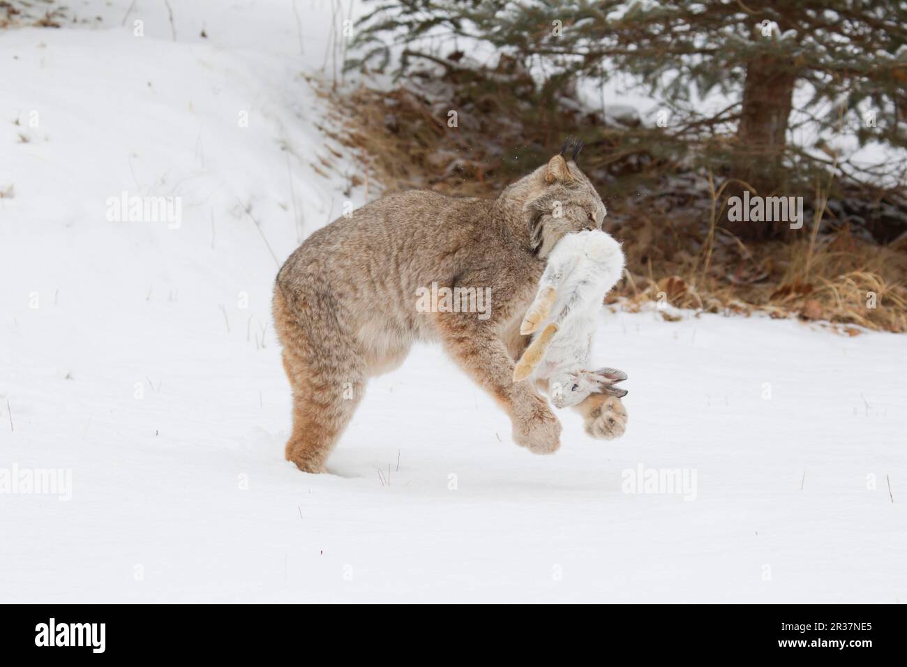 Canadian Lynx (Lynx canadensis) adult, walking on snow in forest ...