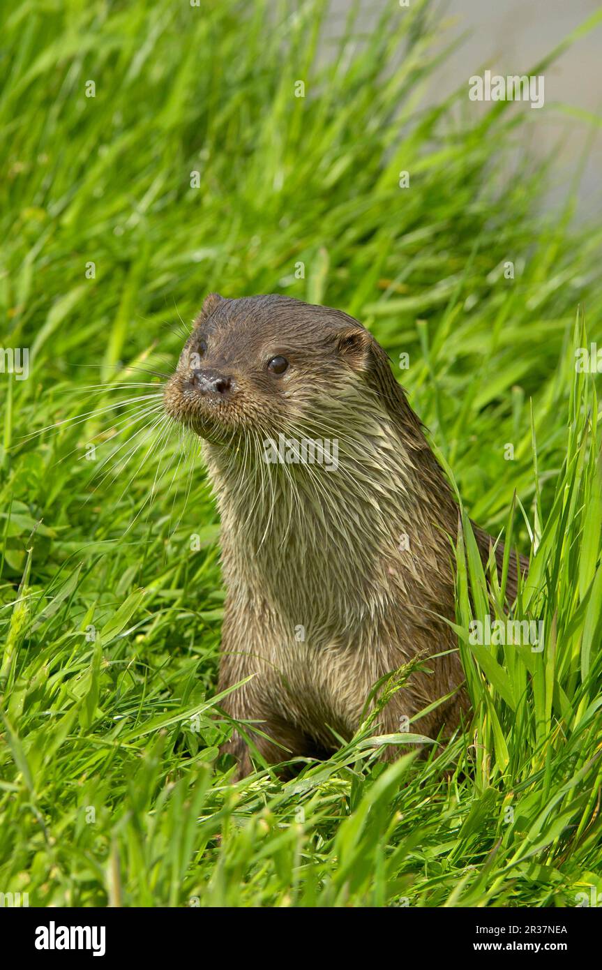 European otter (Lutra lutra), European otter, European otter, European ...