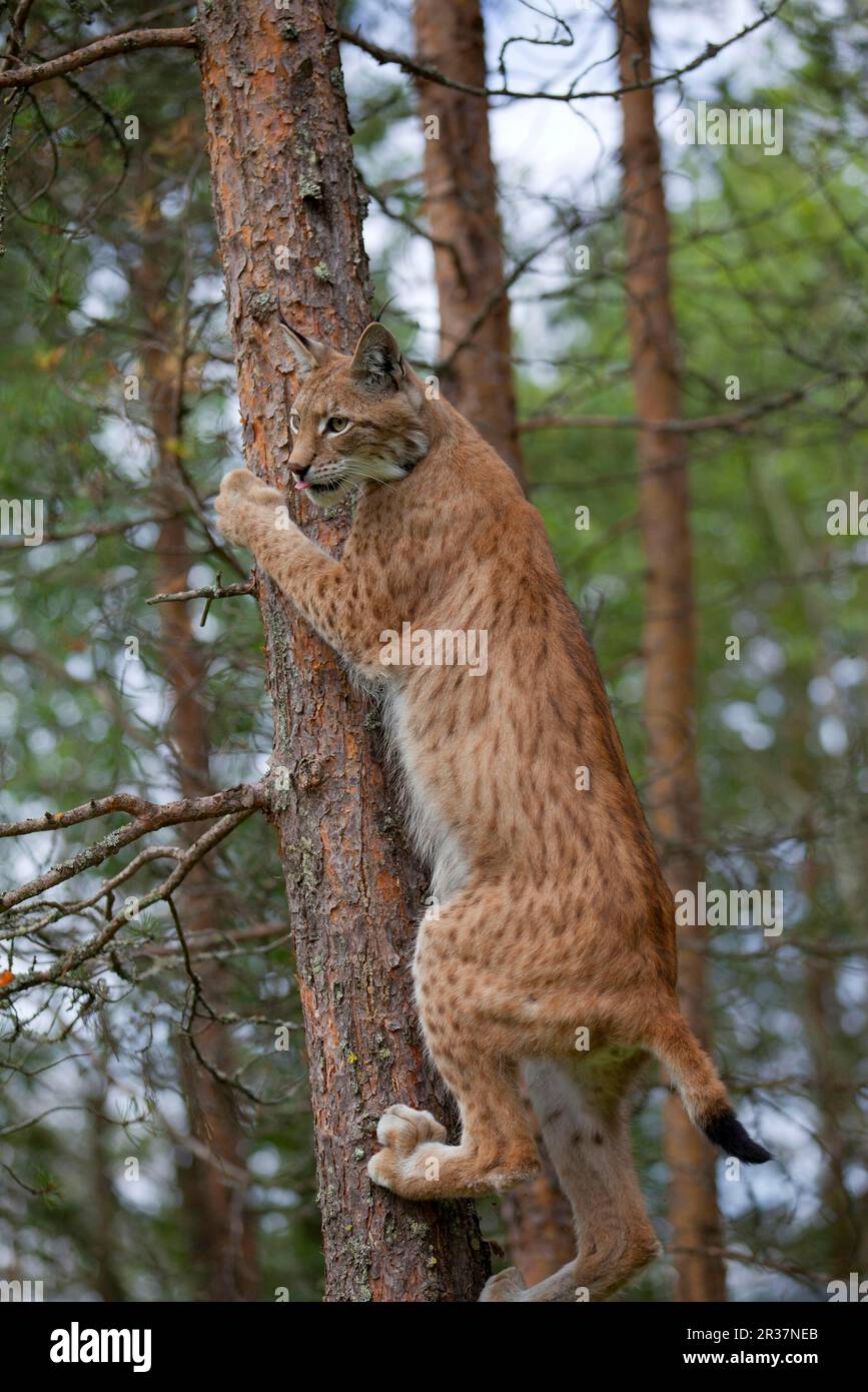 Eurasian lynx (Lynx lynx) adult, climbing tree in coniferous forest ...