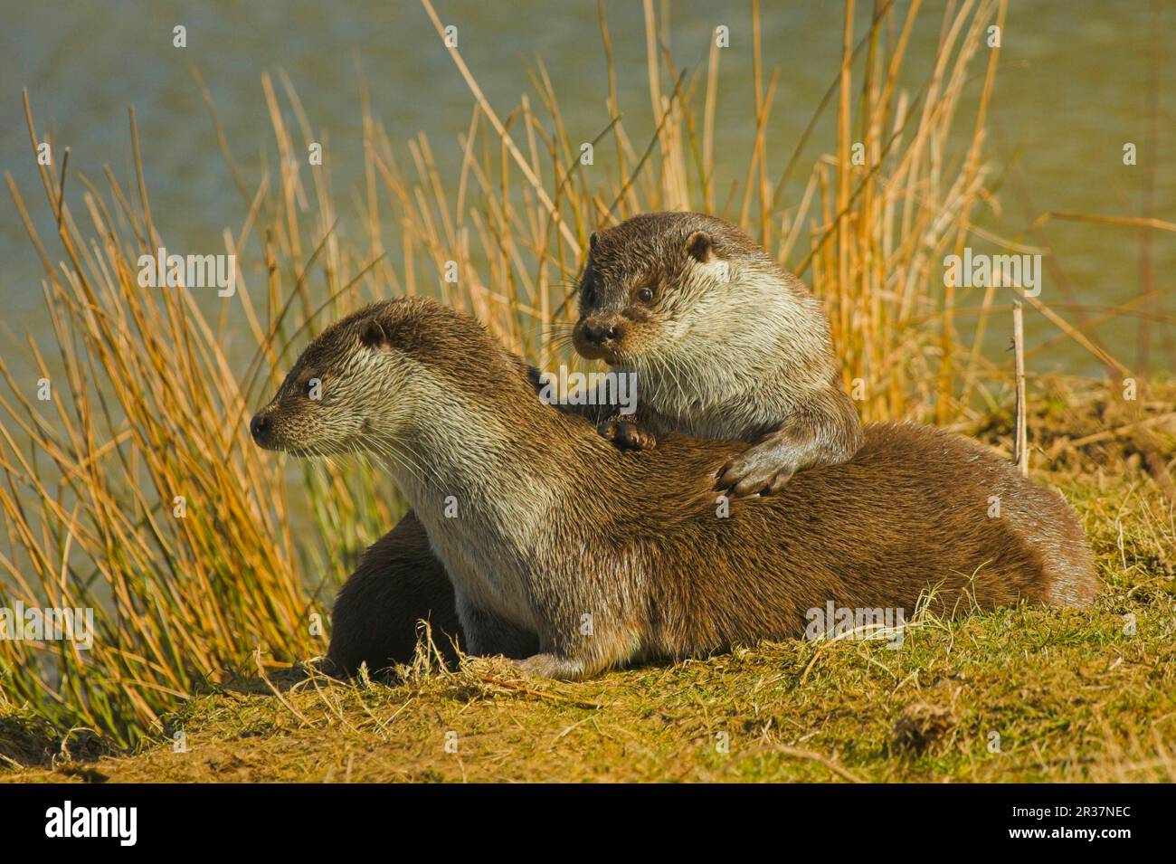 Male river otter hi-res stock photography and images - Alamy