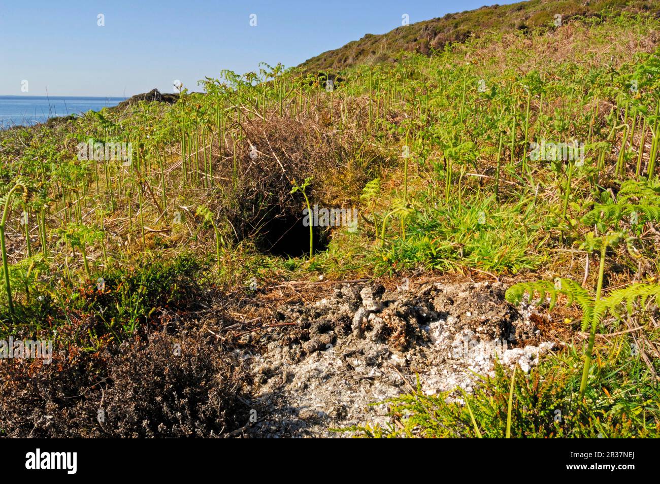 Otter lutra lutra holt hi-res stock photography and images - Alamy