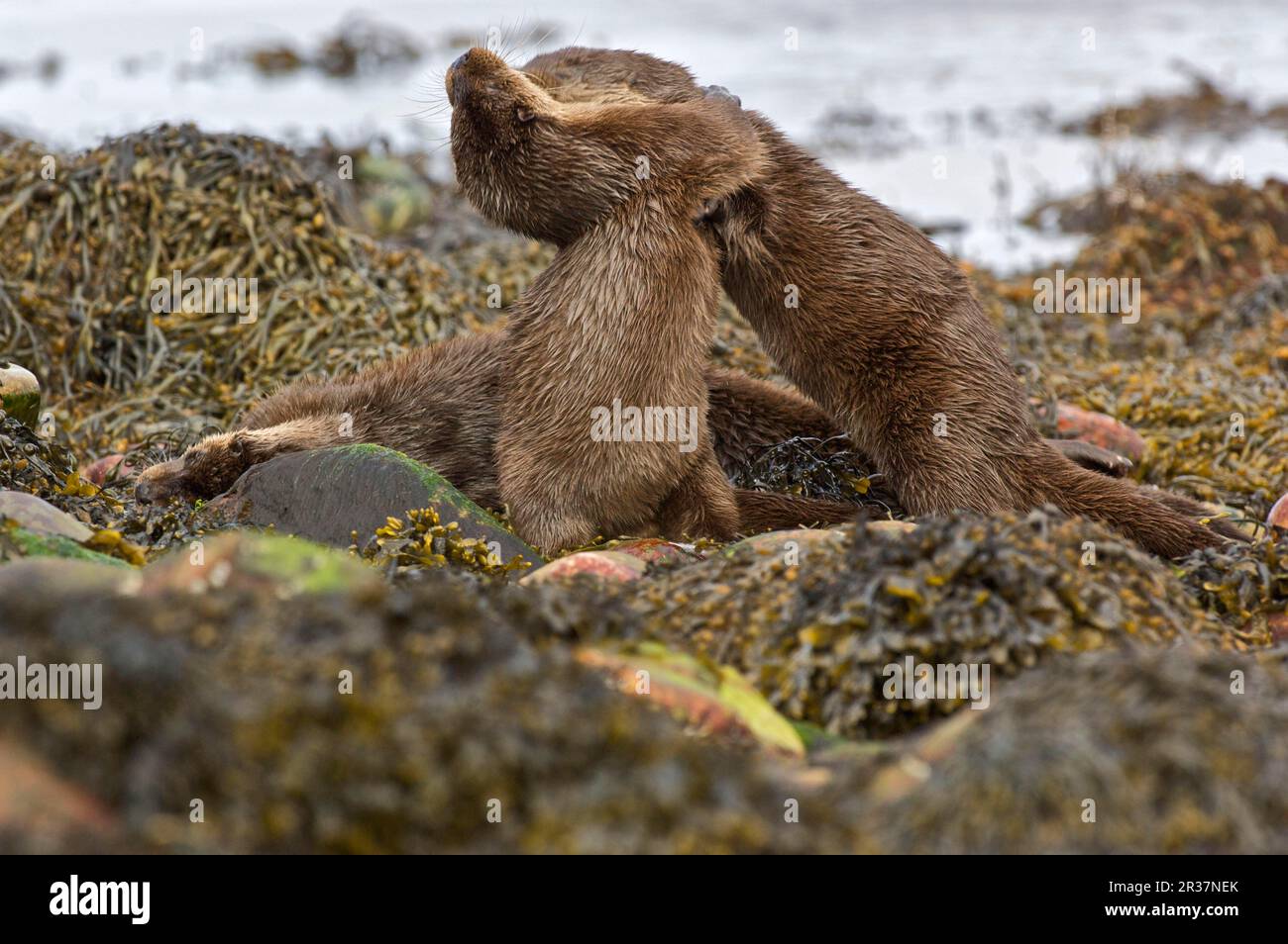 European otter (Lutra lutra), European otter, marten, predators ...