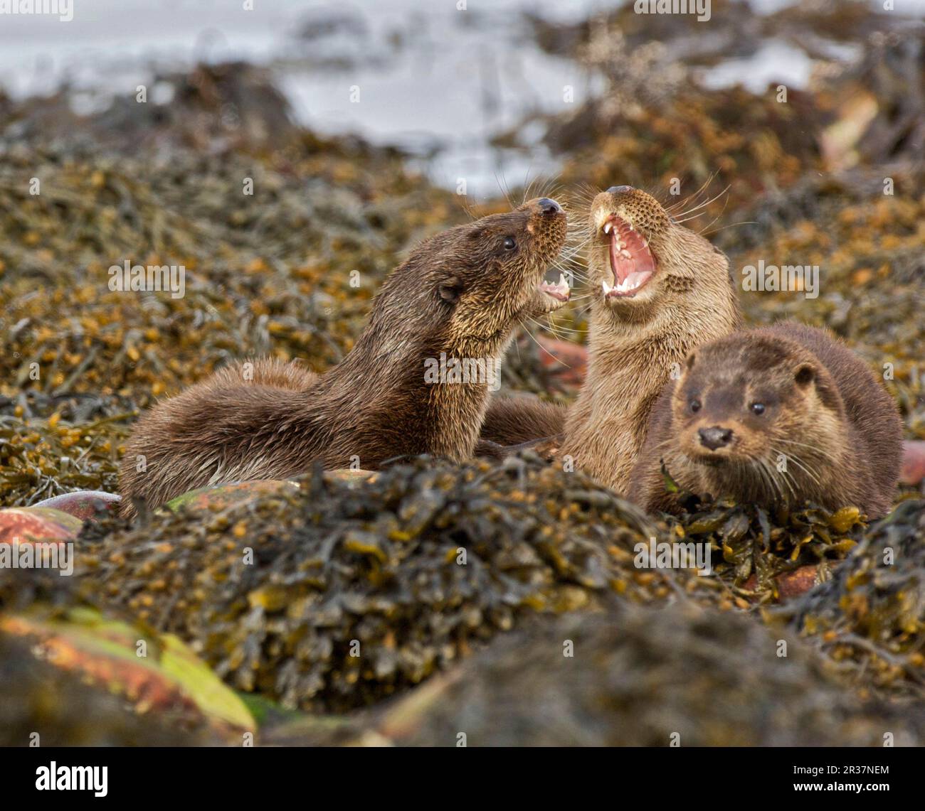 European otter (Lutra lutra), European otter, marten, predators ...