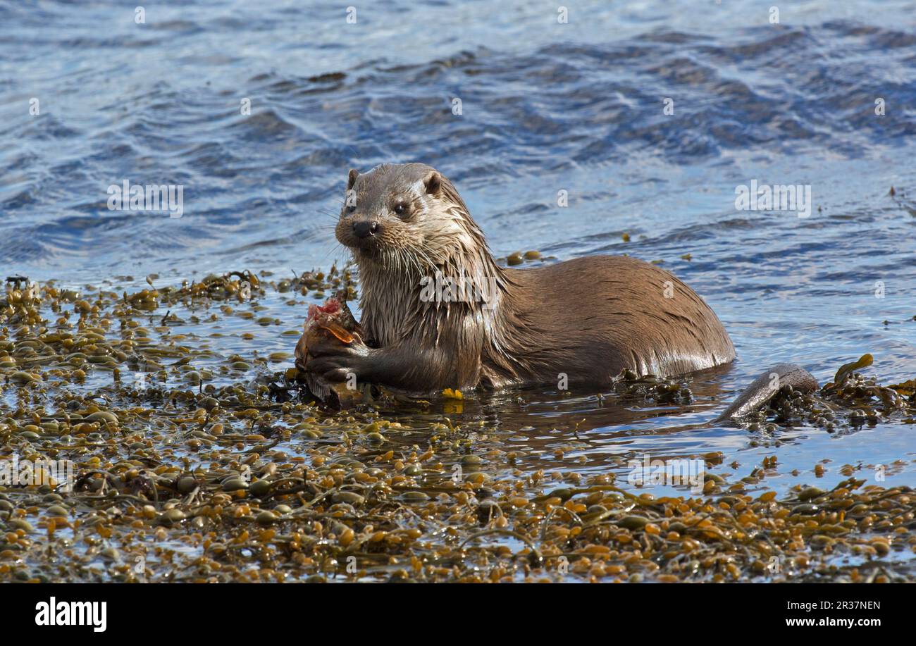 European otter (Lutra lutra), European otter, marten, predators ...