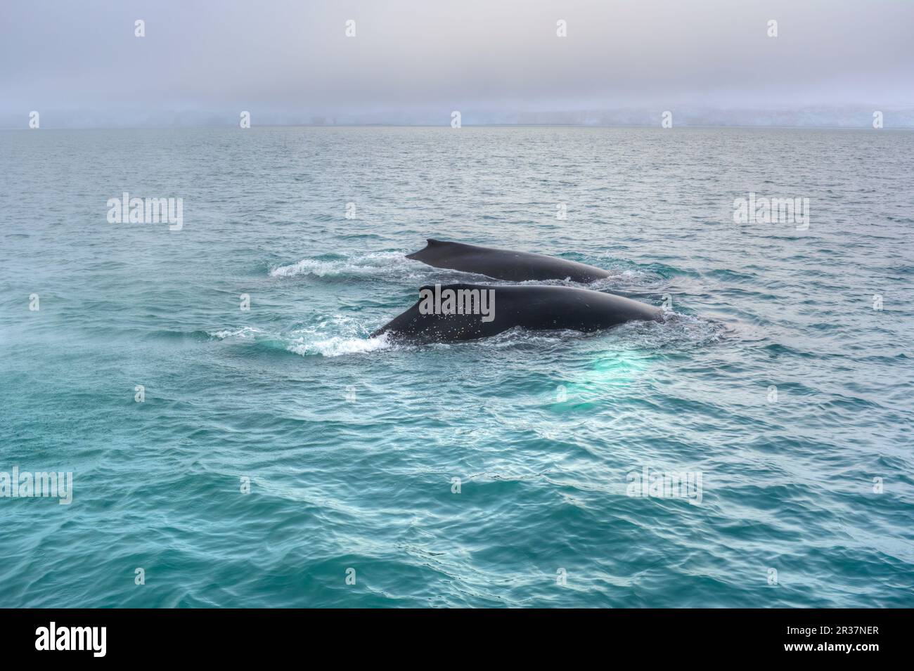 Humpback whales in their natural habitat in Antarctica Stock Photo - Alamy
