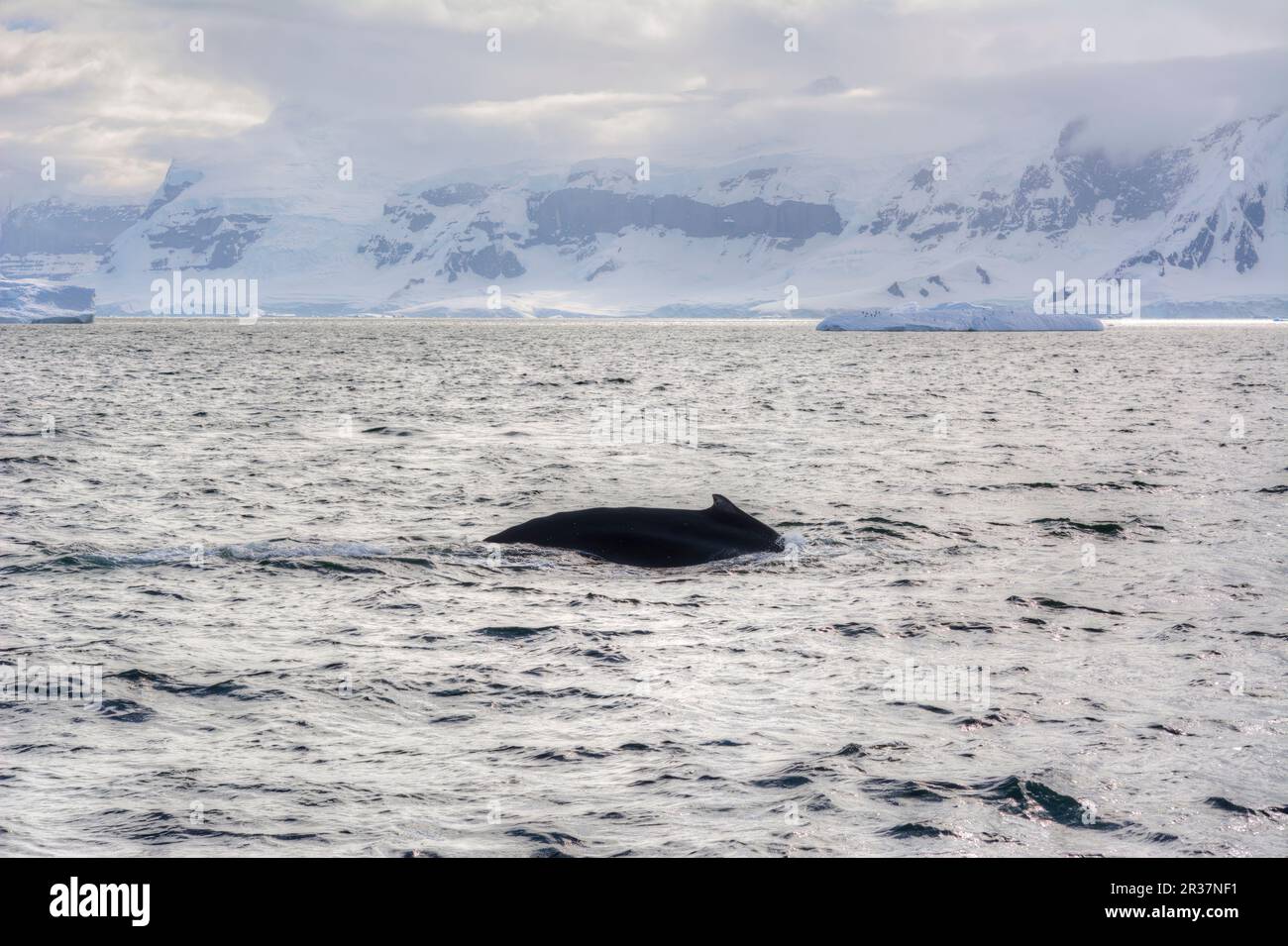 Songs of the humpback whale hi-res stock photography and images - Alamy