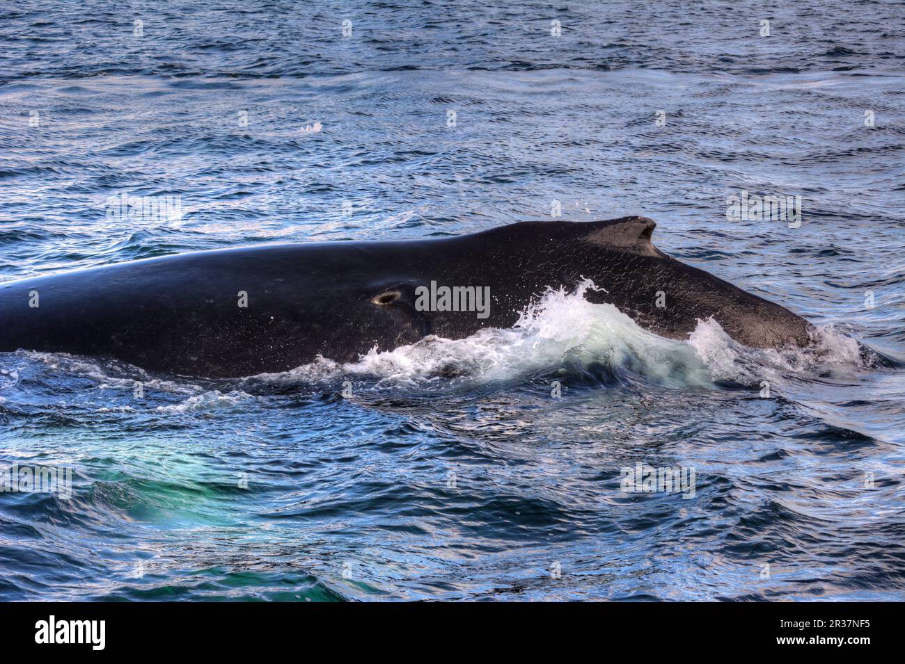 Humpback whale interactions hi-res stock photography and images - Alamy